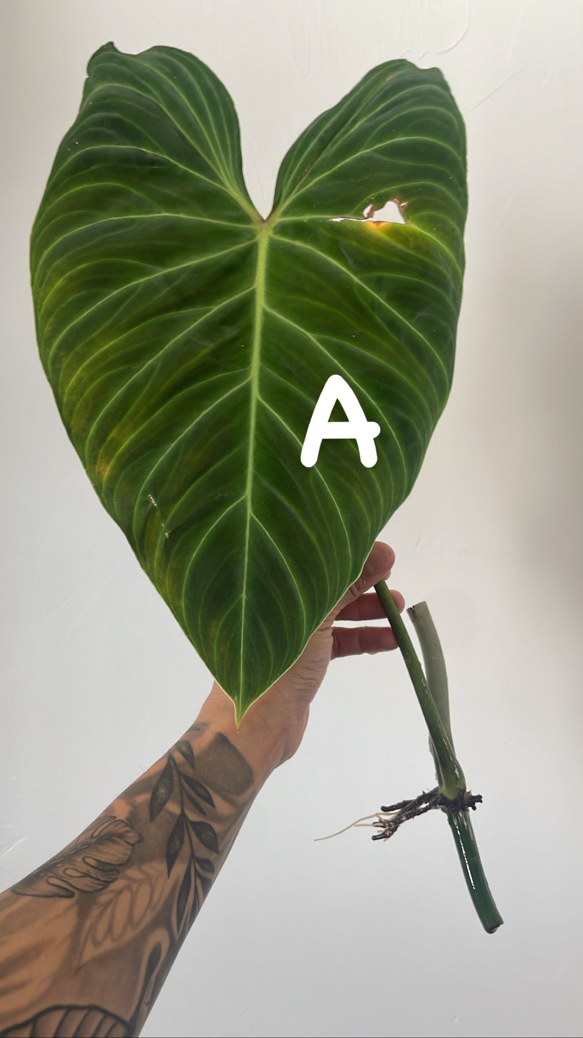 Philodendron Splendid Cuttings for Sale in San Diego, California - OfferUp