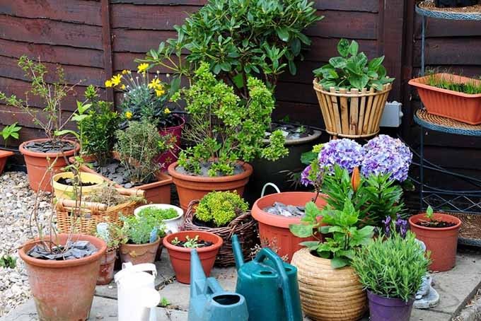 Free Plants - Pick Up On Dec 27th Only for Sale in San Diego, CA - OfferUp