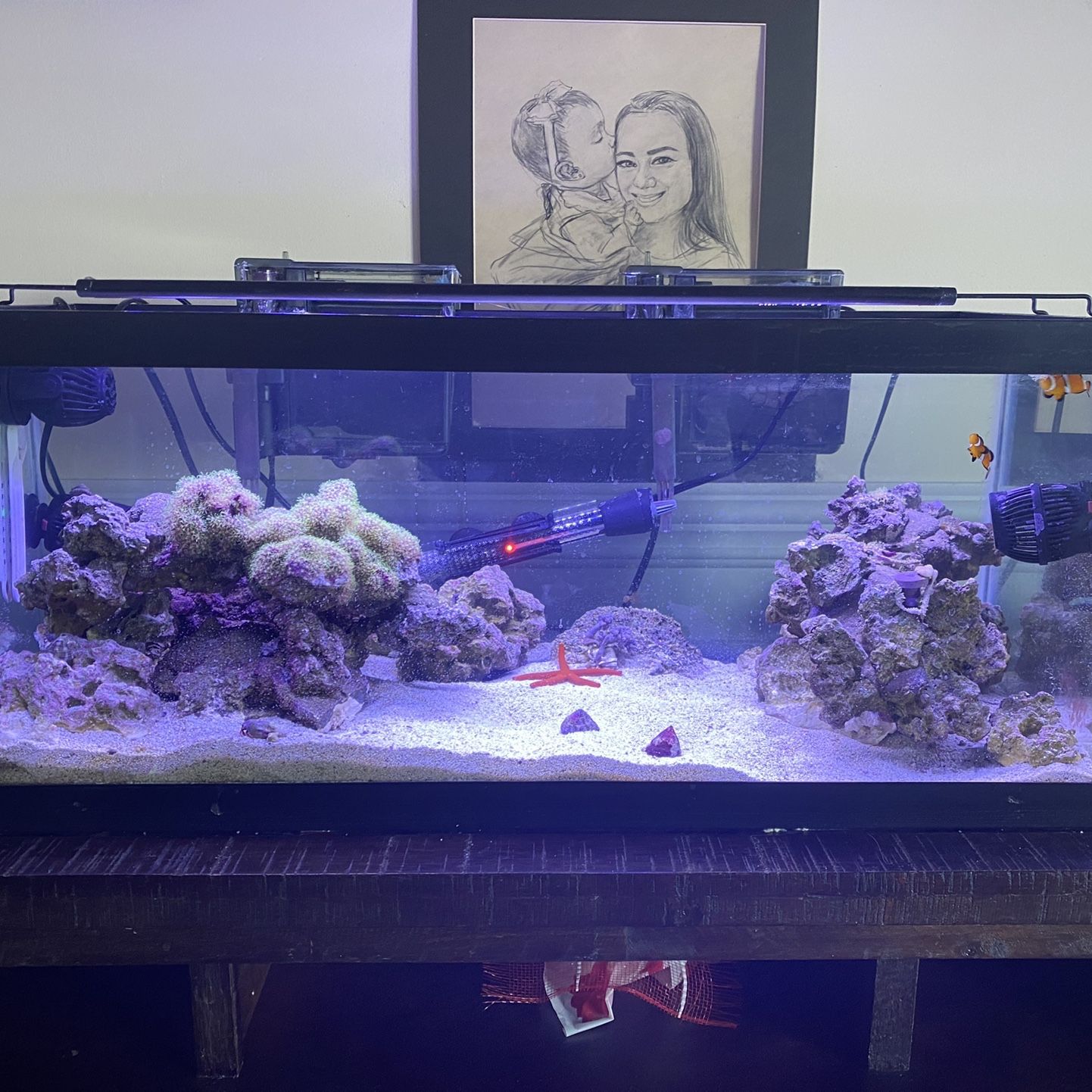 Salt Water Tank for Sale in Newark, NJ - OfferUp