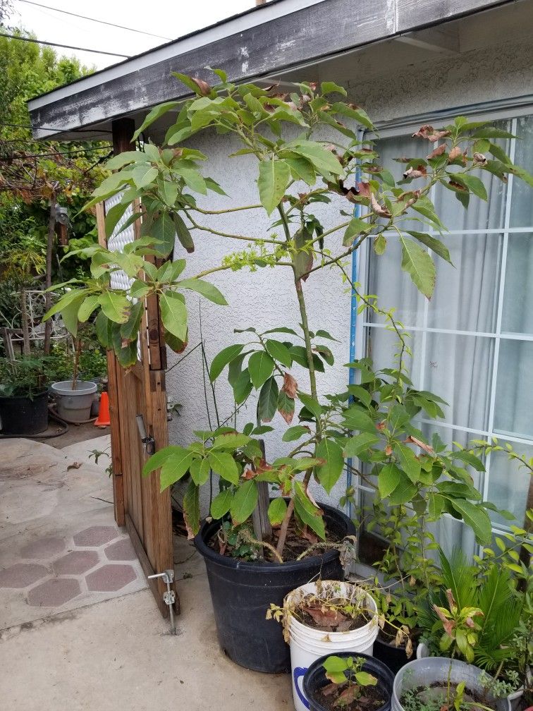 Avocado Trees, Cats Claw(uña De Gato) And Other Plants for Sale in ...