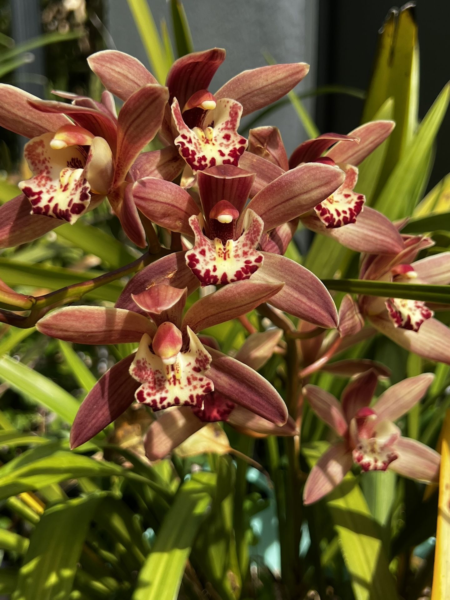 Large Cymbidium Orchid In Bloom Plant for Sale in Irwindale, CA - OfferUp