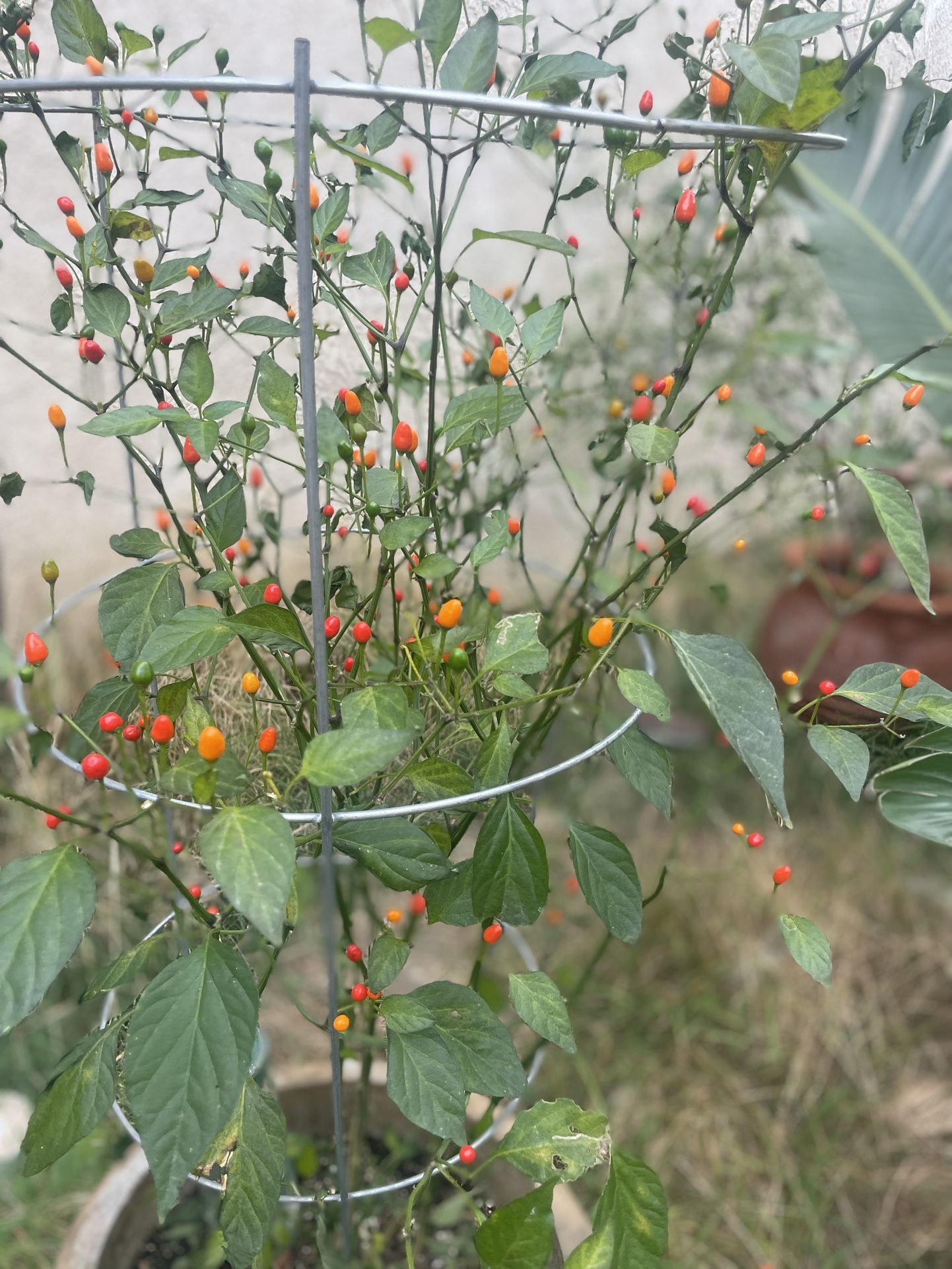 Chile CHILTEPIN Plants For Sale !! for Sale in Moreno Valley, CA - OfferUp