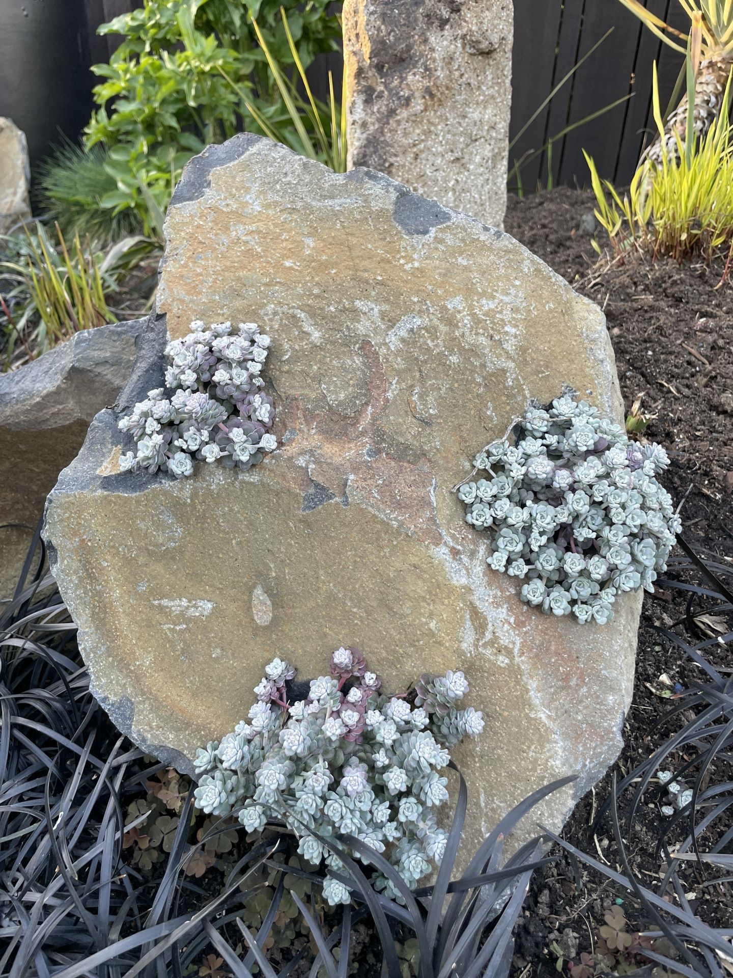 Natural Basalt Stone Succulent Planter for Sale in Tacoma, WA - OfferUp
