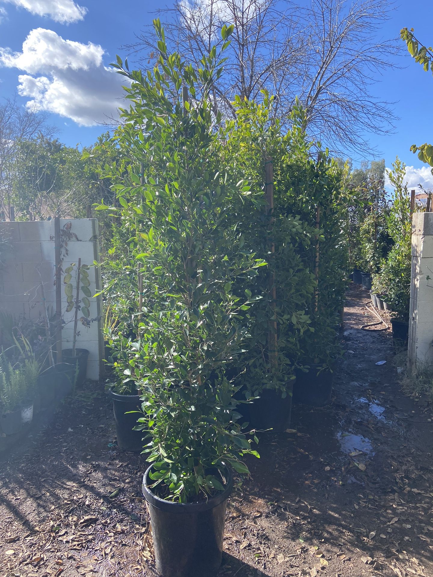 Ficus Nitida for Sale in Glendale, AZ - OfferUp