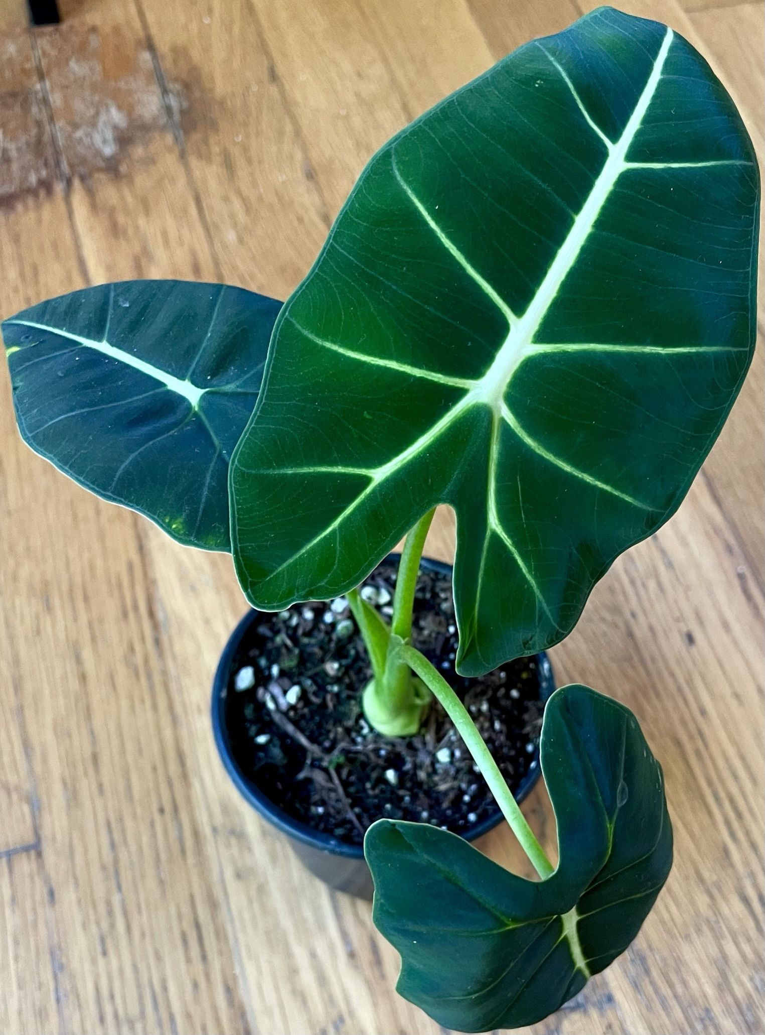 Rare Alocasia Frydek Plant / Free Delivery Available for Sale in ...