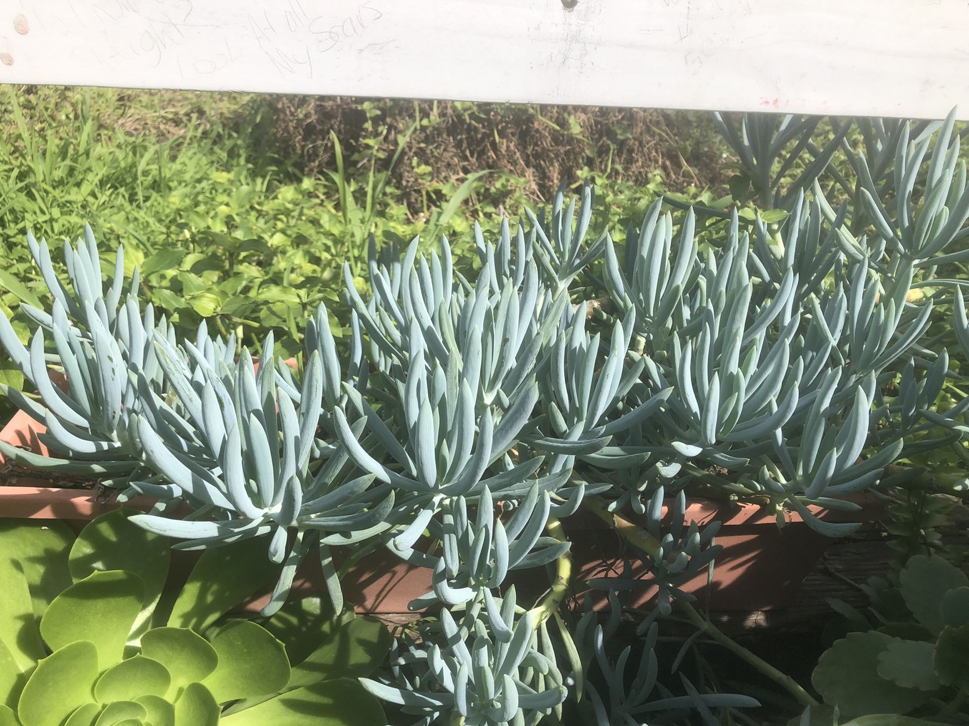 Senecio Mandraliscae