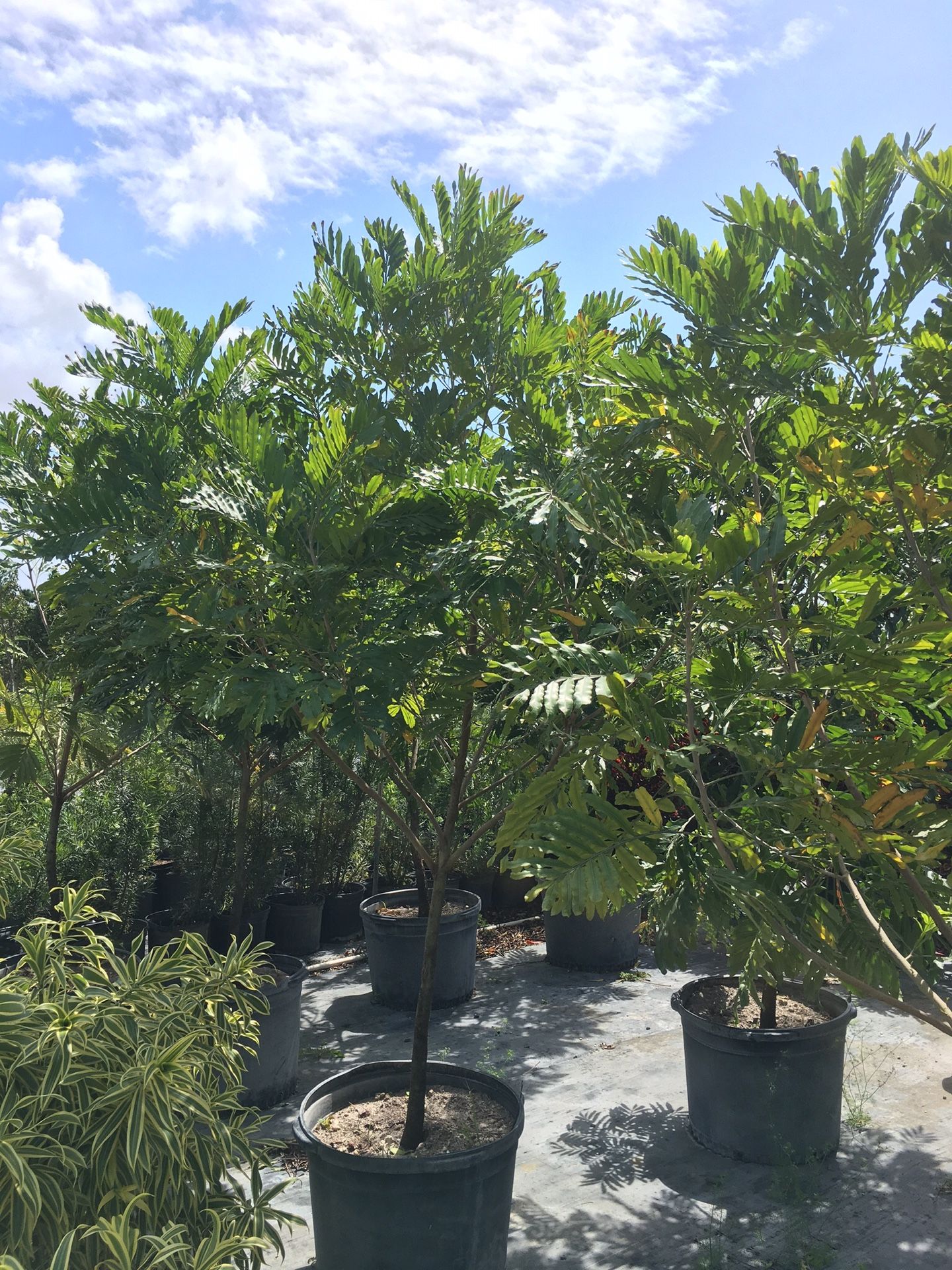 Japanese fern trees for Sale in Miami, FL - OfferUp