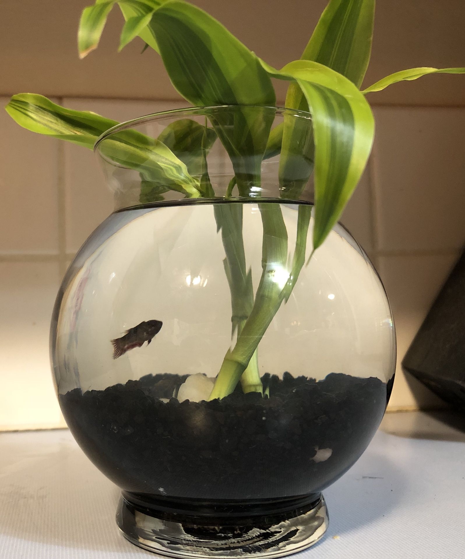 Lucky Bamboo Betta Bowl With
