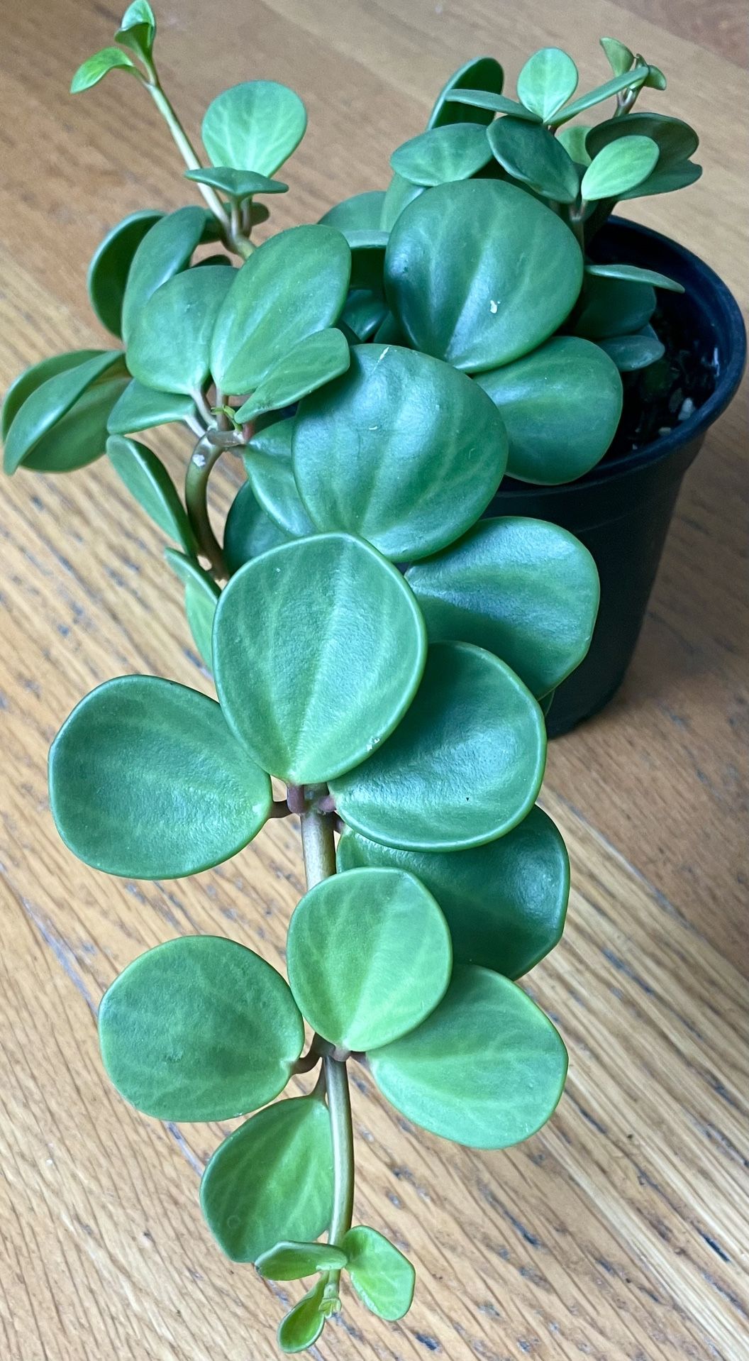 Non-Toxic Peperomia Hope Plant / Free Delivery Available for Sale in ...