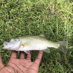 Baby Bass