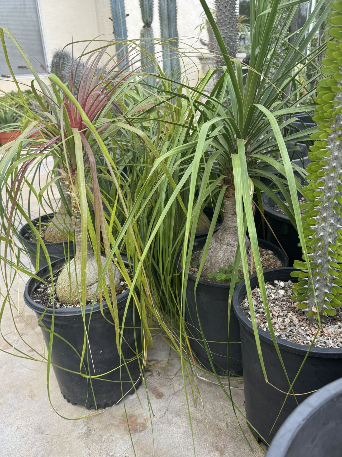 Elephant Foot ( Pony Tail) for Sale in Spring Valley, CA - OfferUp
