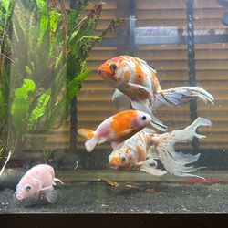 Shukin Goldfish