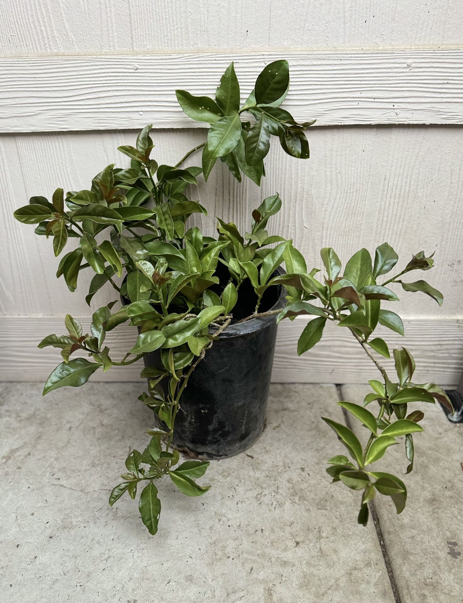 Cat's Claw Plant (3 gallons) Planta Uña de Gato de 3 galones for Sale ...