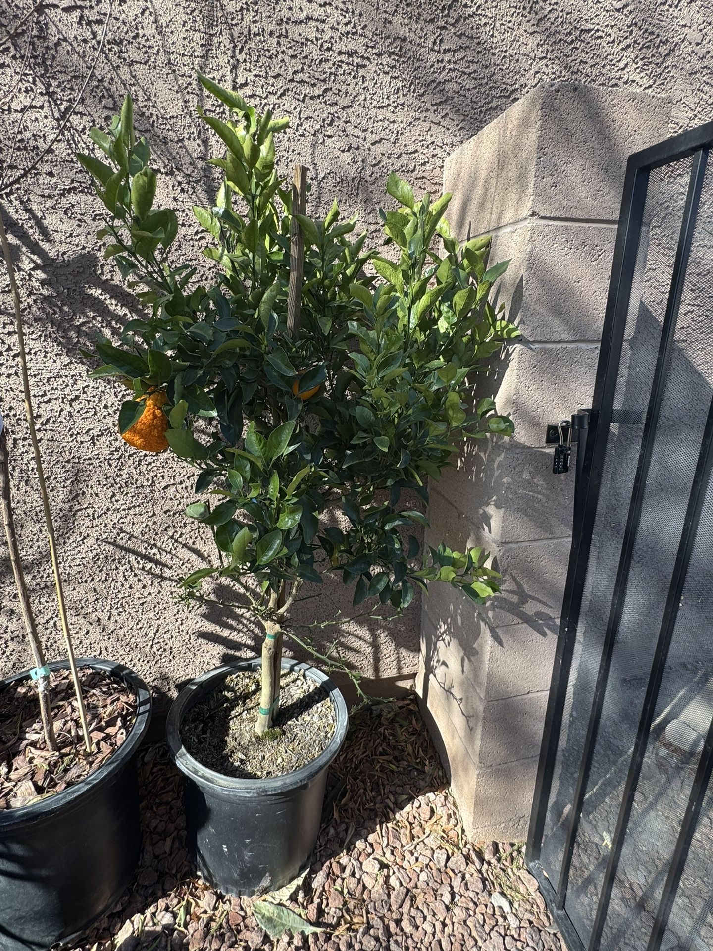 Large Shiranui Mandarin Tree for Sale in Las Vegas, NV - OfferUp