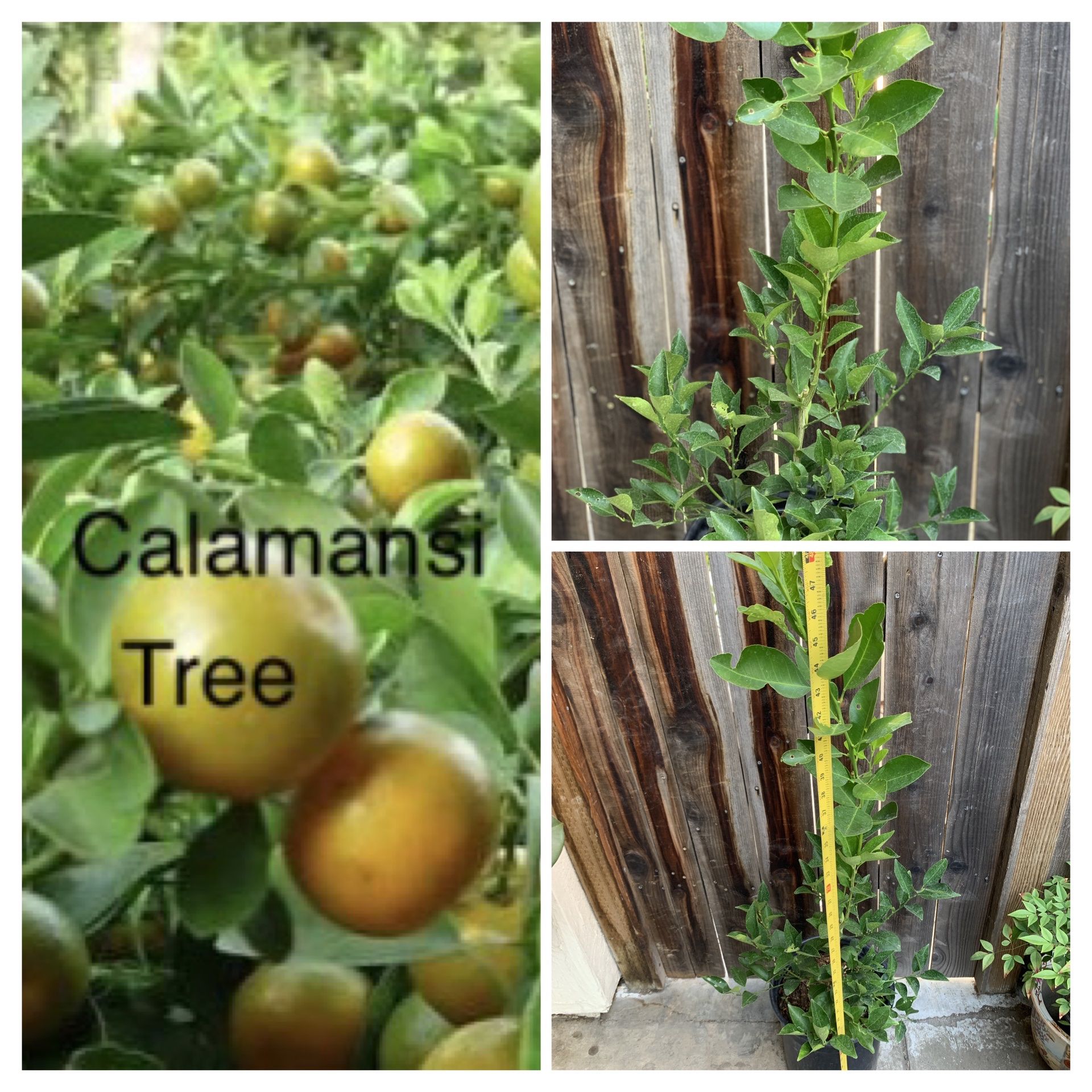 Calamansi Tree