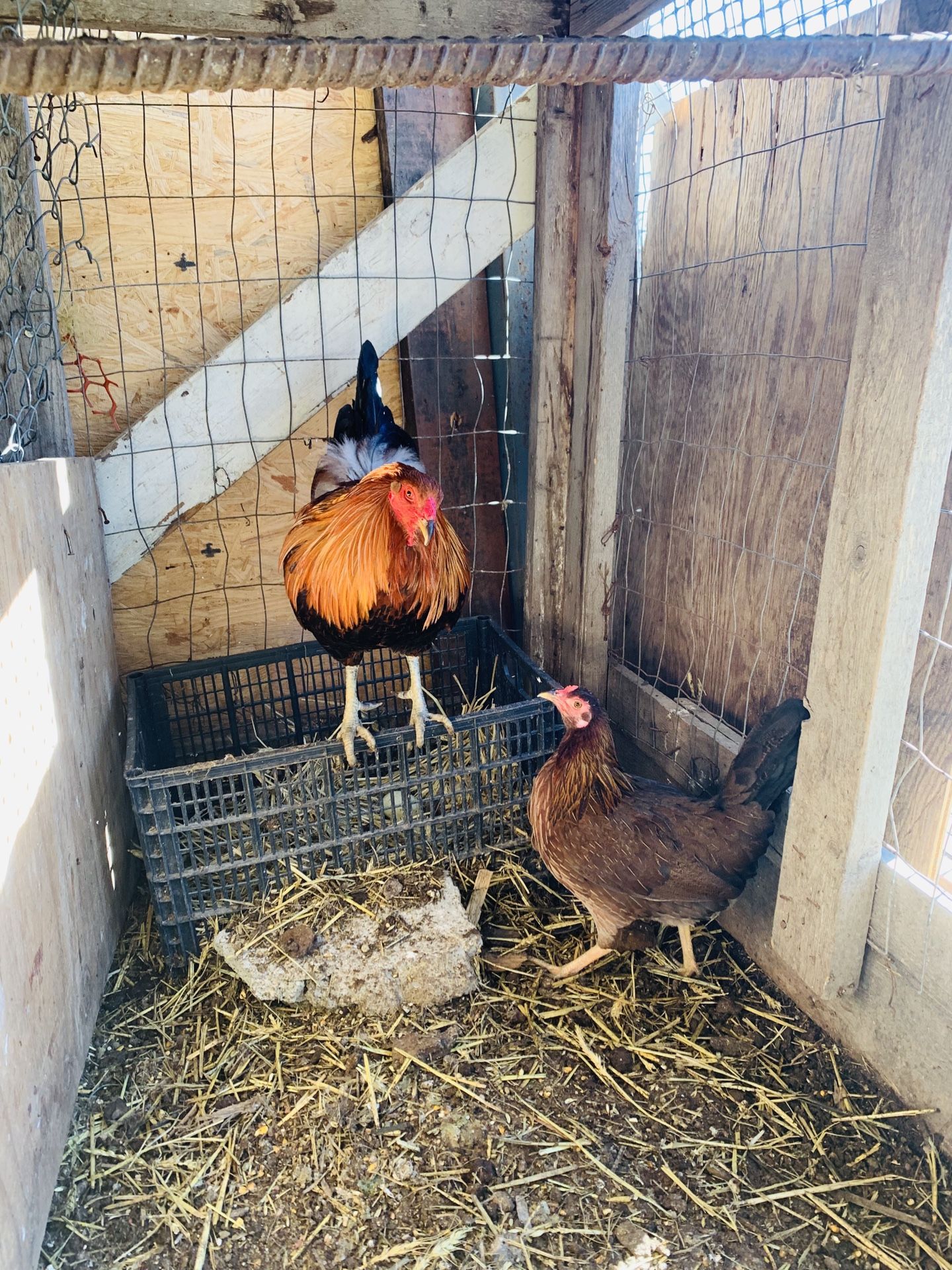 Hatch Rooster