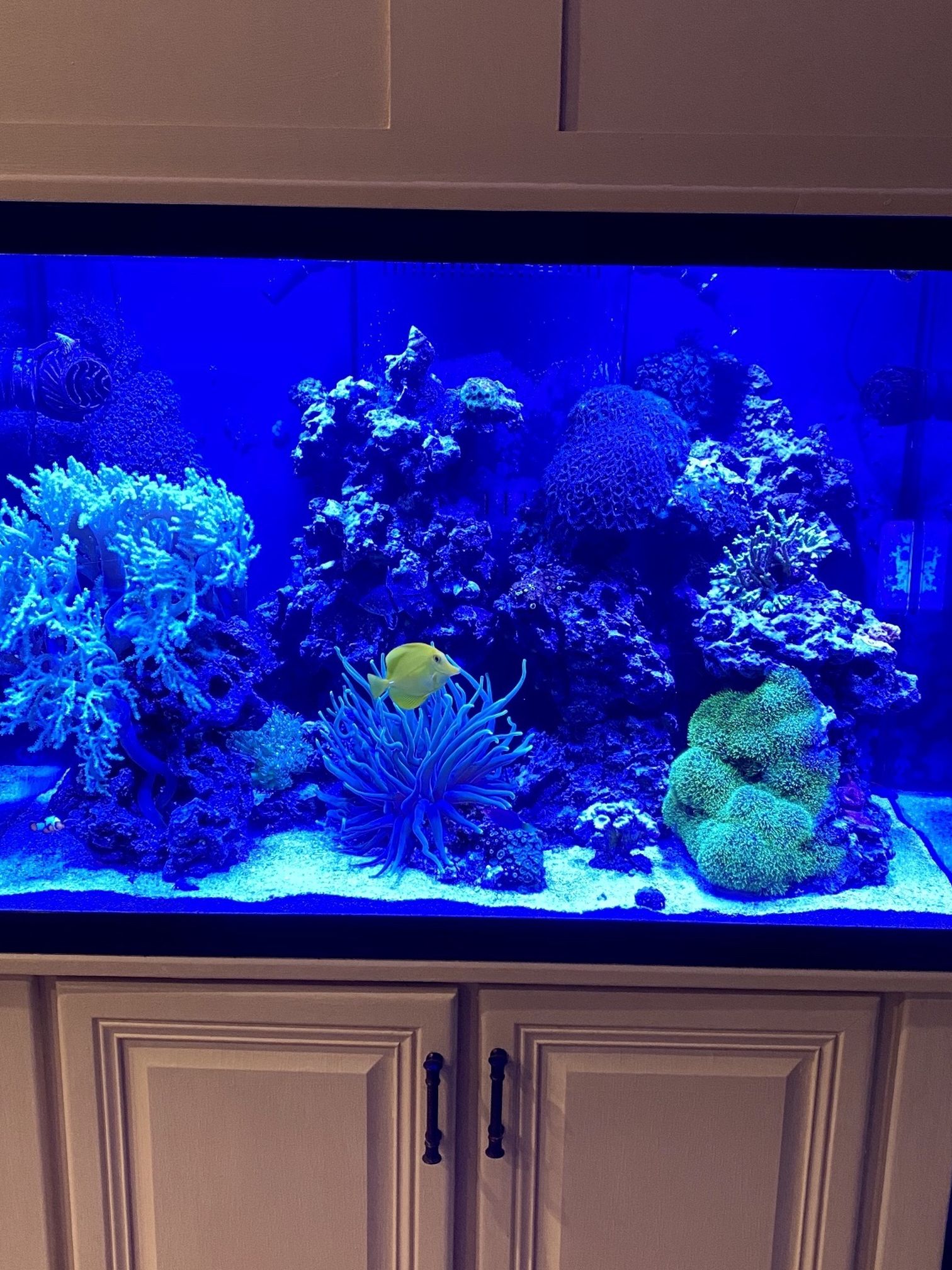 65 Gallon Reef Tank Setup Complete With 29g Sump, Skimmer, AI Hydra ...