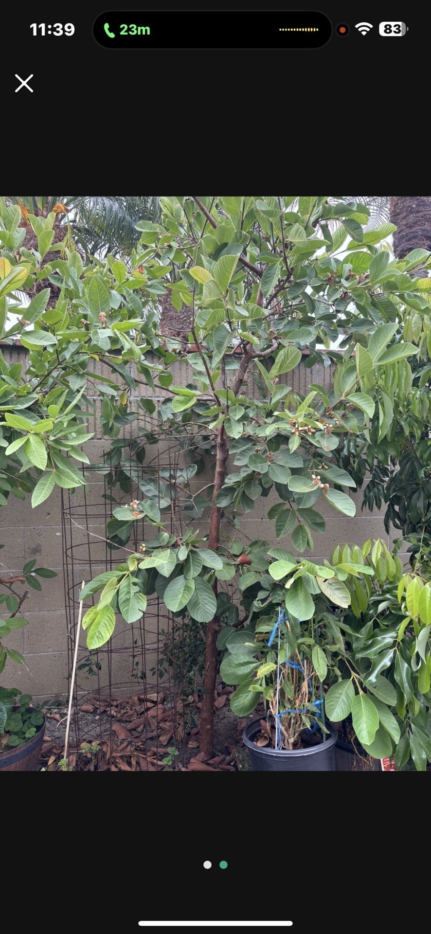 Free Guava Trees for Sale in Seal Beach, CA - OfferUp