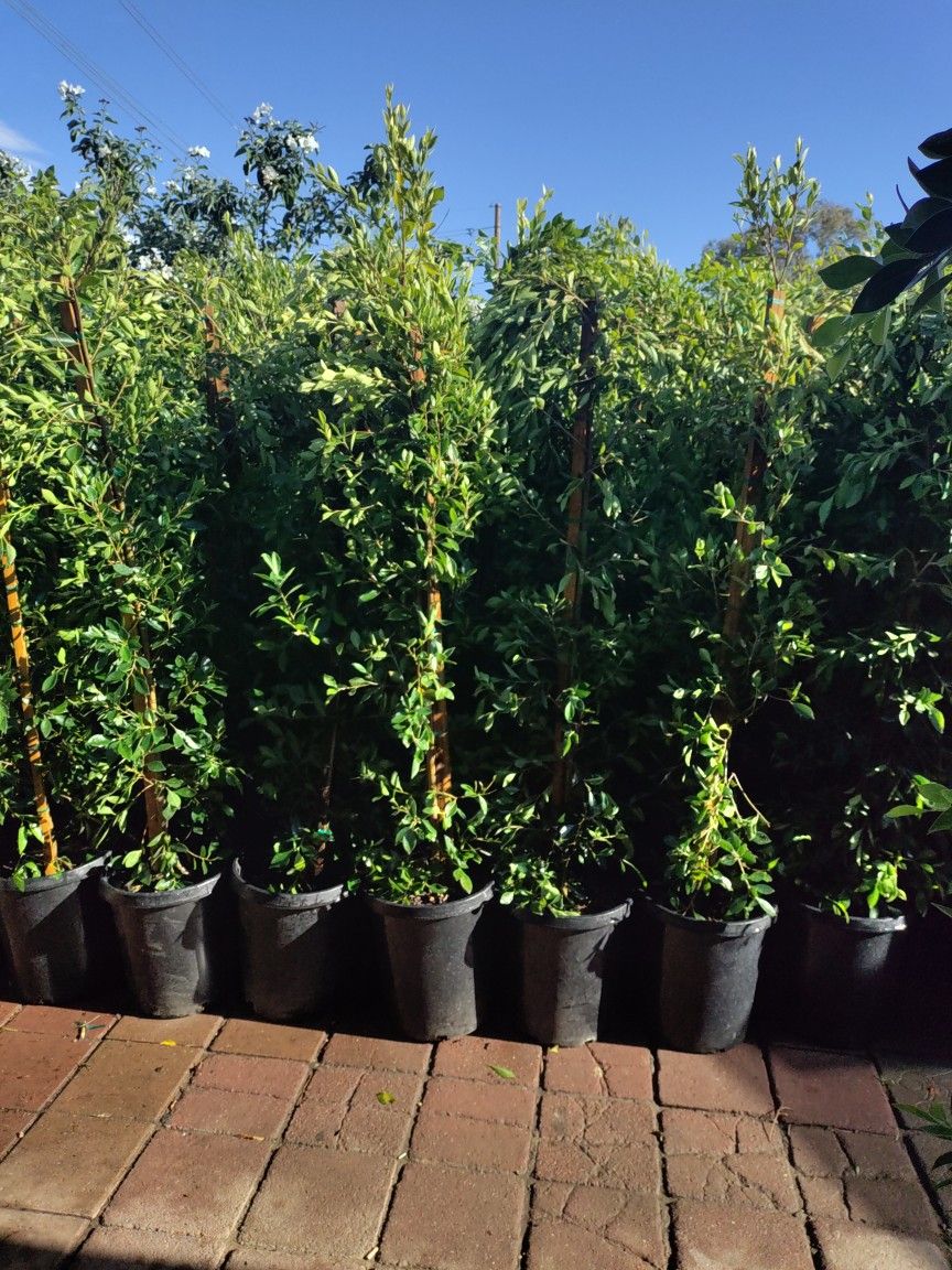 Ficus Nikitas Trees for Sale in Phoenix, AZ - OfferUp