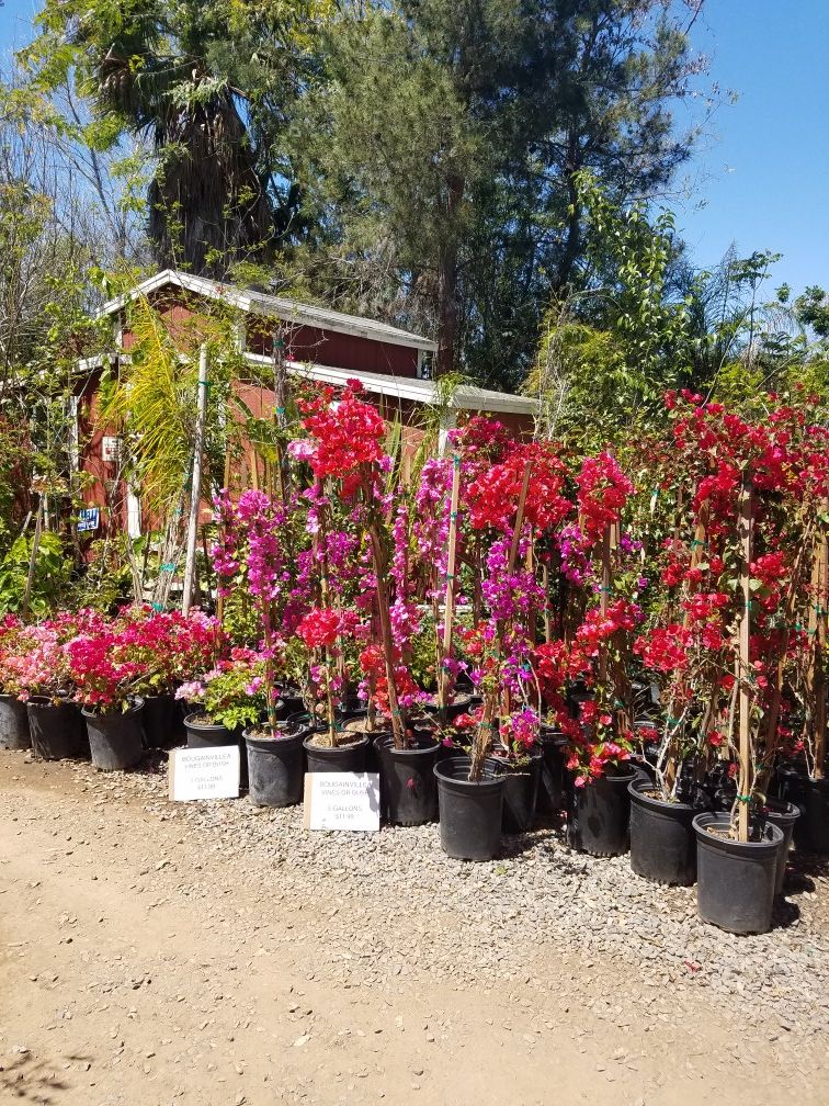 BOUGAINVILLEA- ROSES - FERN PLANTS - LAVENDER- PINE - LOQUAT- JASMINE ...