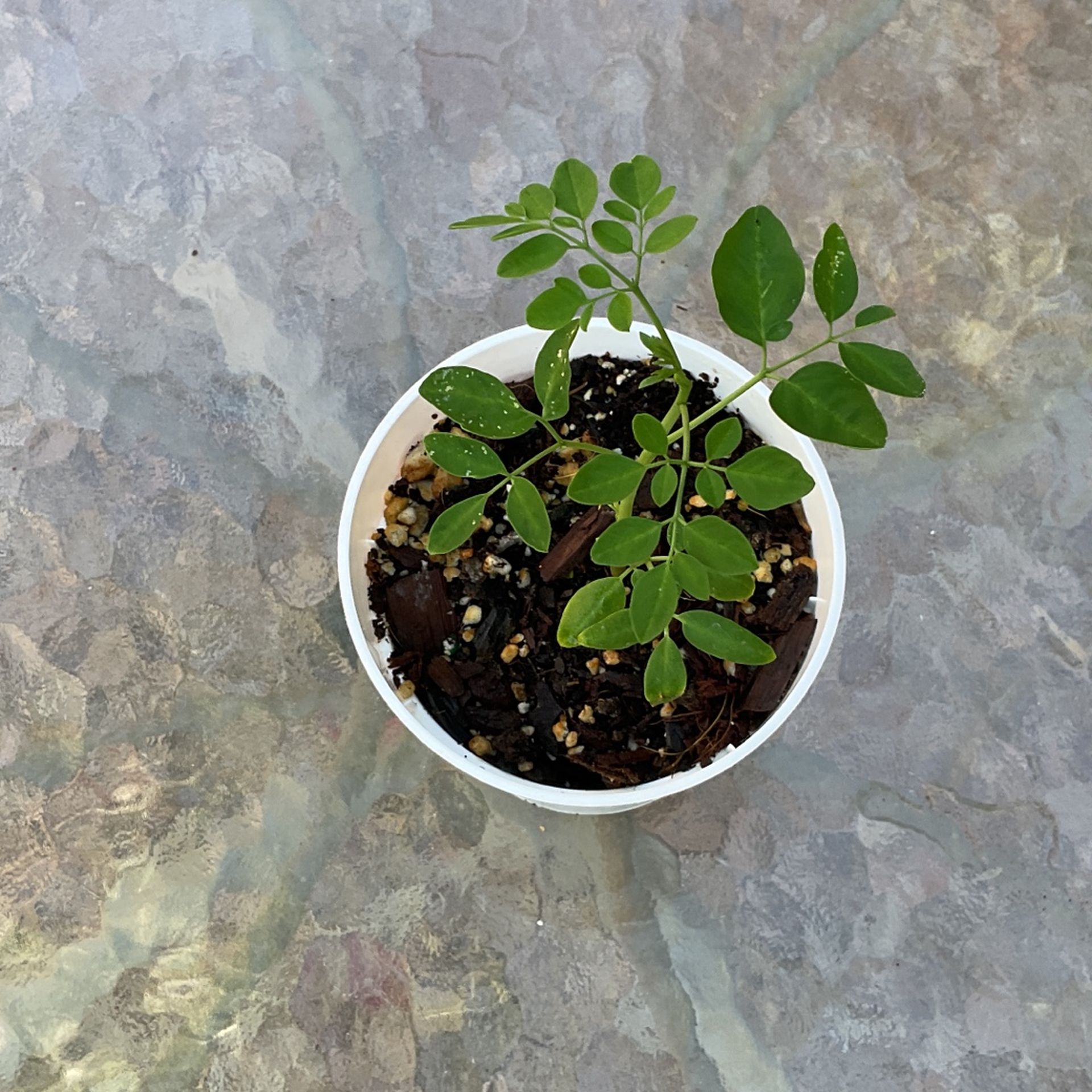 Moringa Tree for Sale in Glendale, AZ - OfferUp