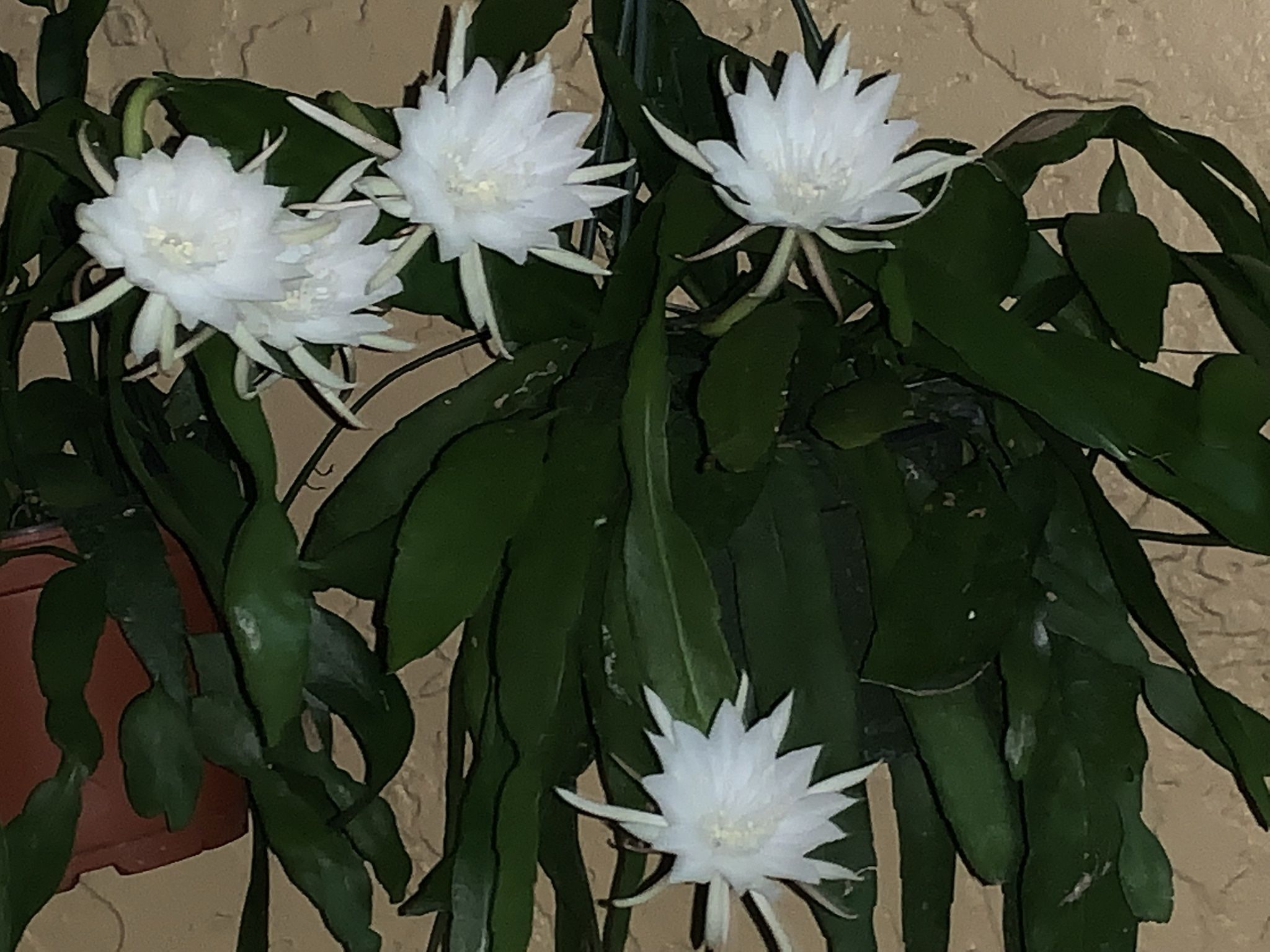 Lady Of The Night Plant