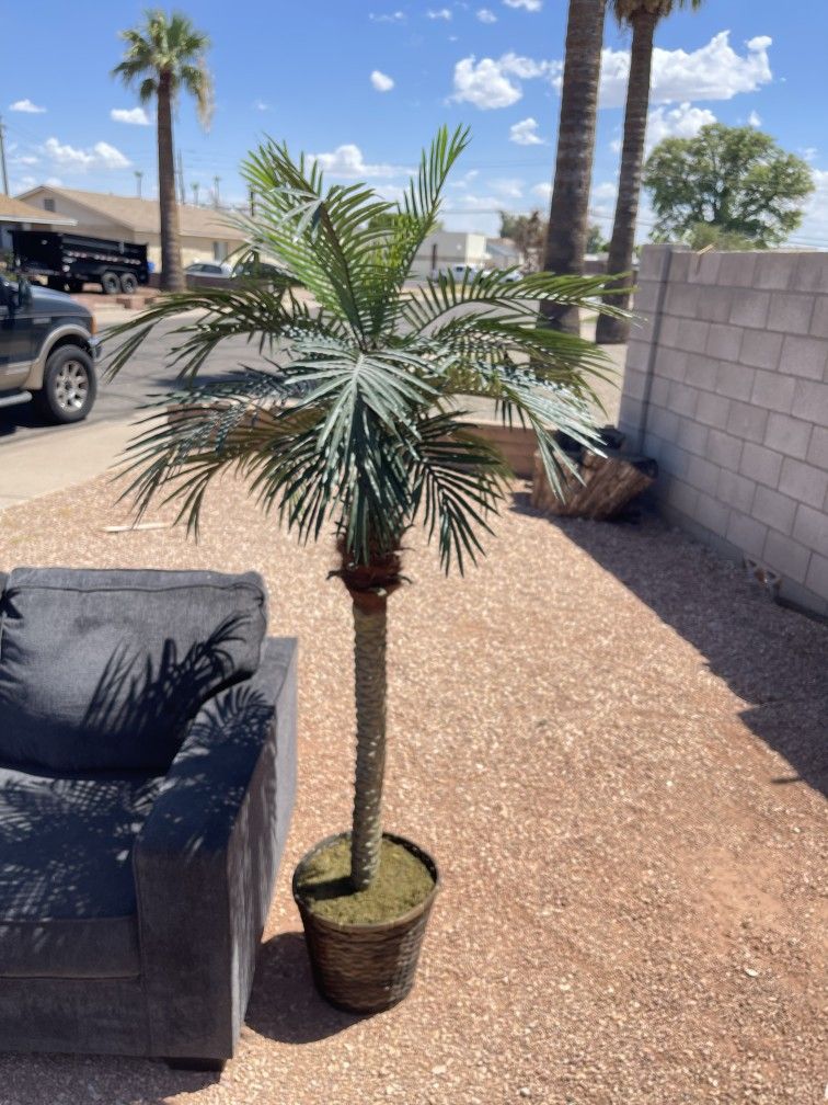 Walking Palm Tree For Sale