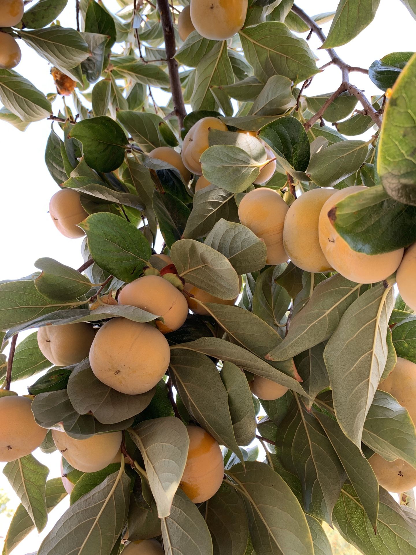 Persimmons for Sale in Bakersfield, CA - OfferUp