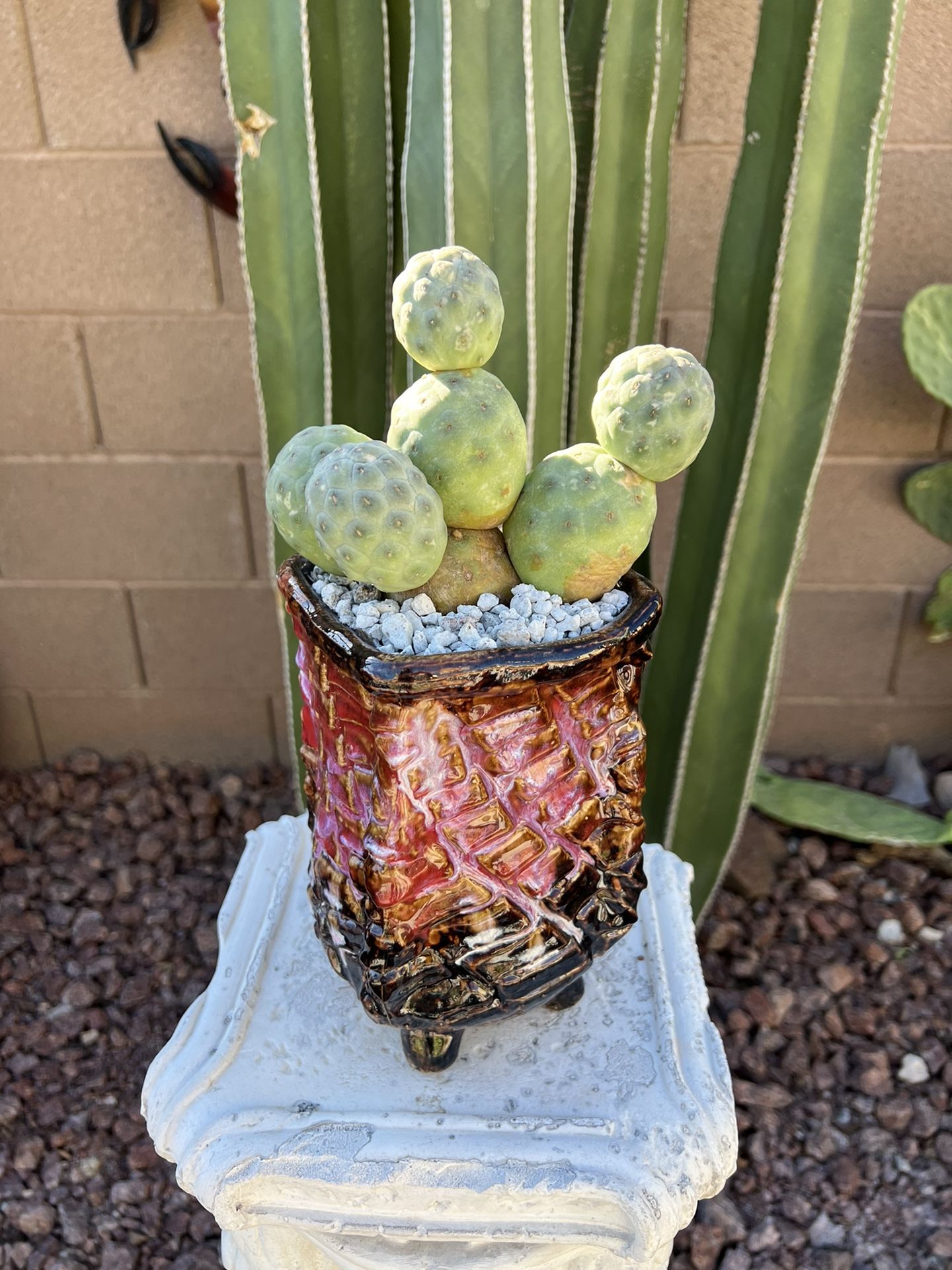 Tephrocactus Geometricus • Tephro • Cactus • Rare Plants • Cacti for ...