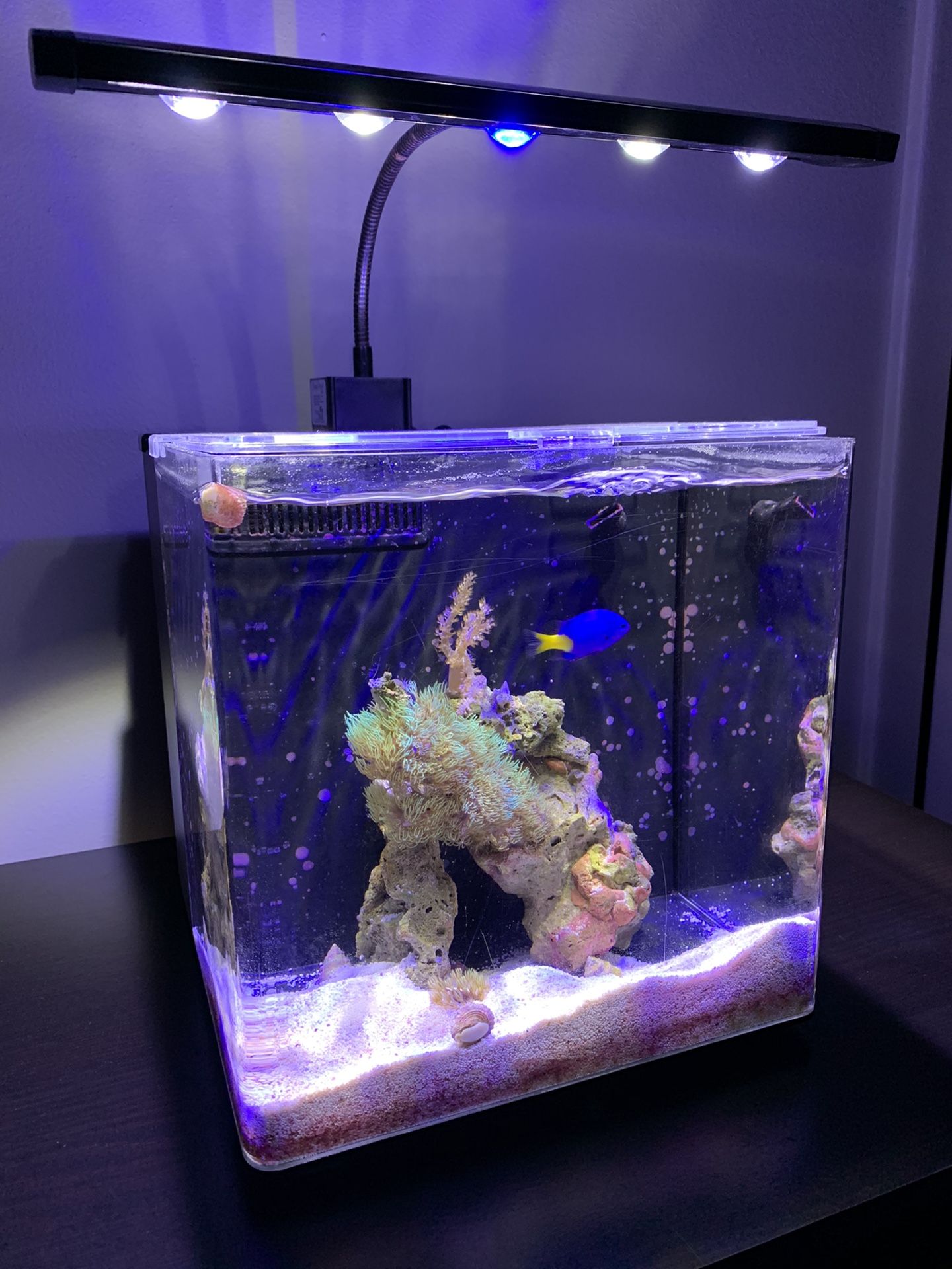 Saltwater pico reef tank 3 gal for Sale in Miami, FL - OfferUp