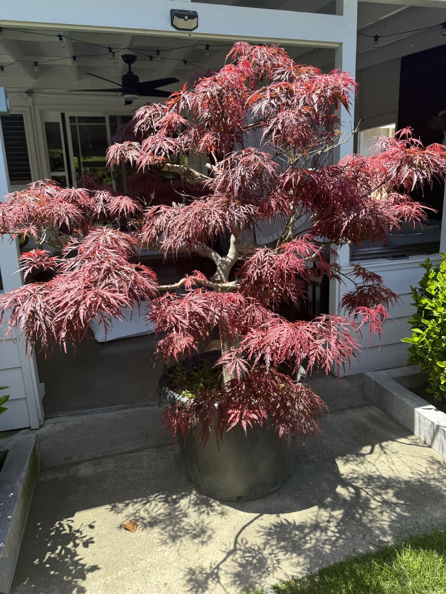 20+ Year Old Japanese Maples for Sale in Irvine, CA - OfferUp