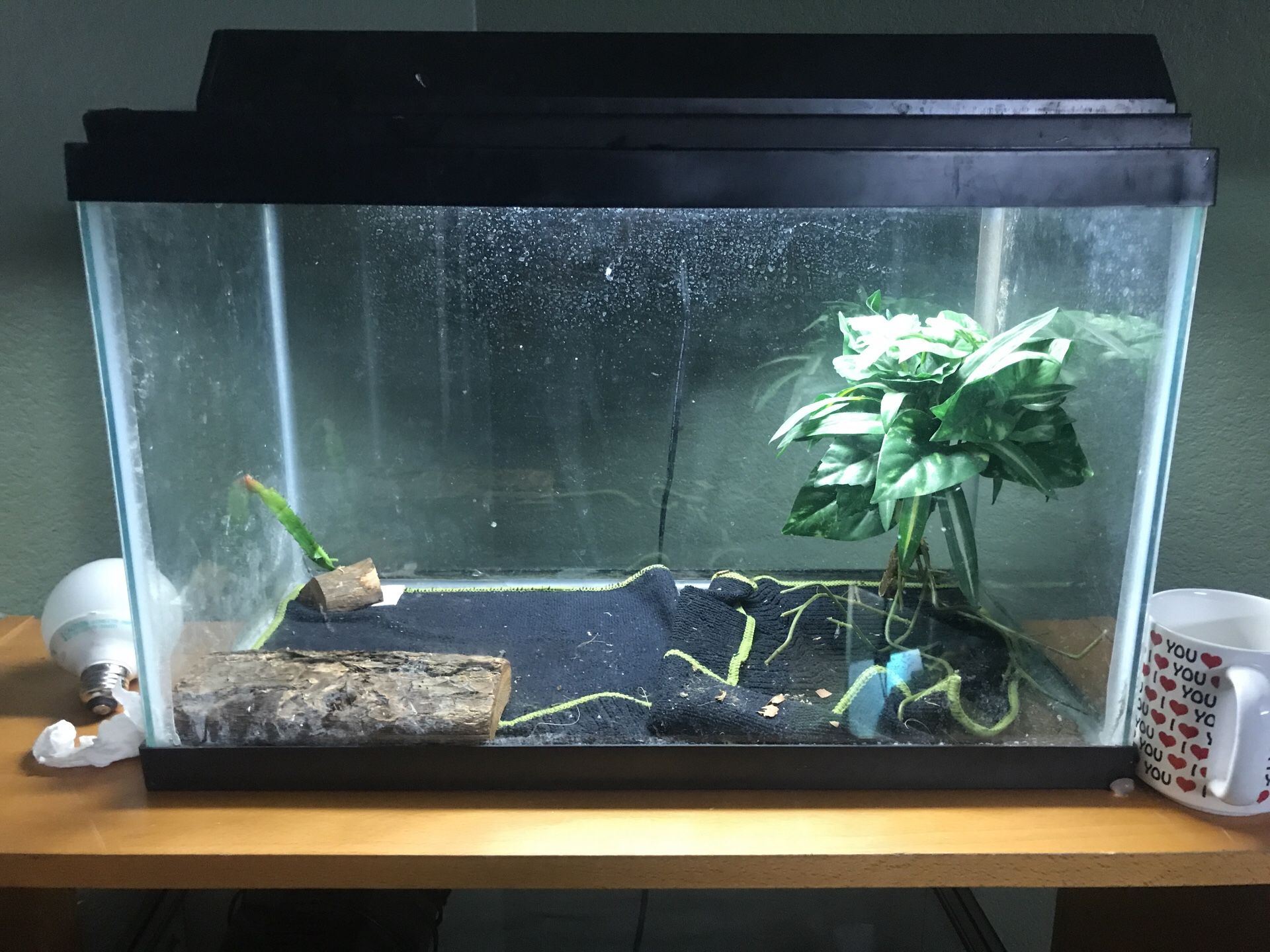 Green Anoles Tank