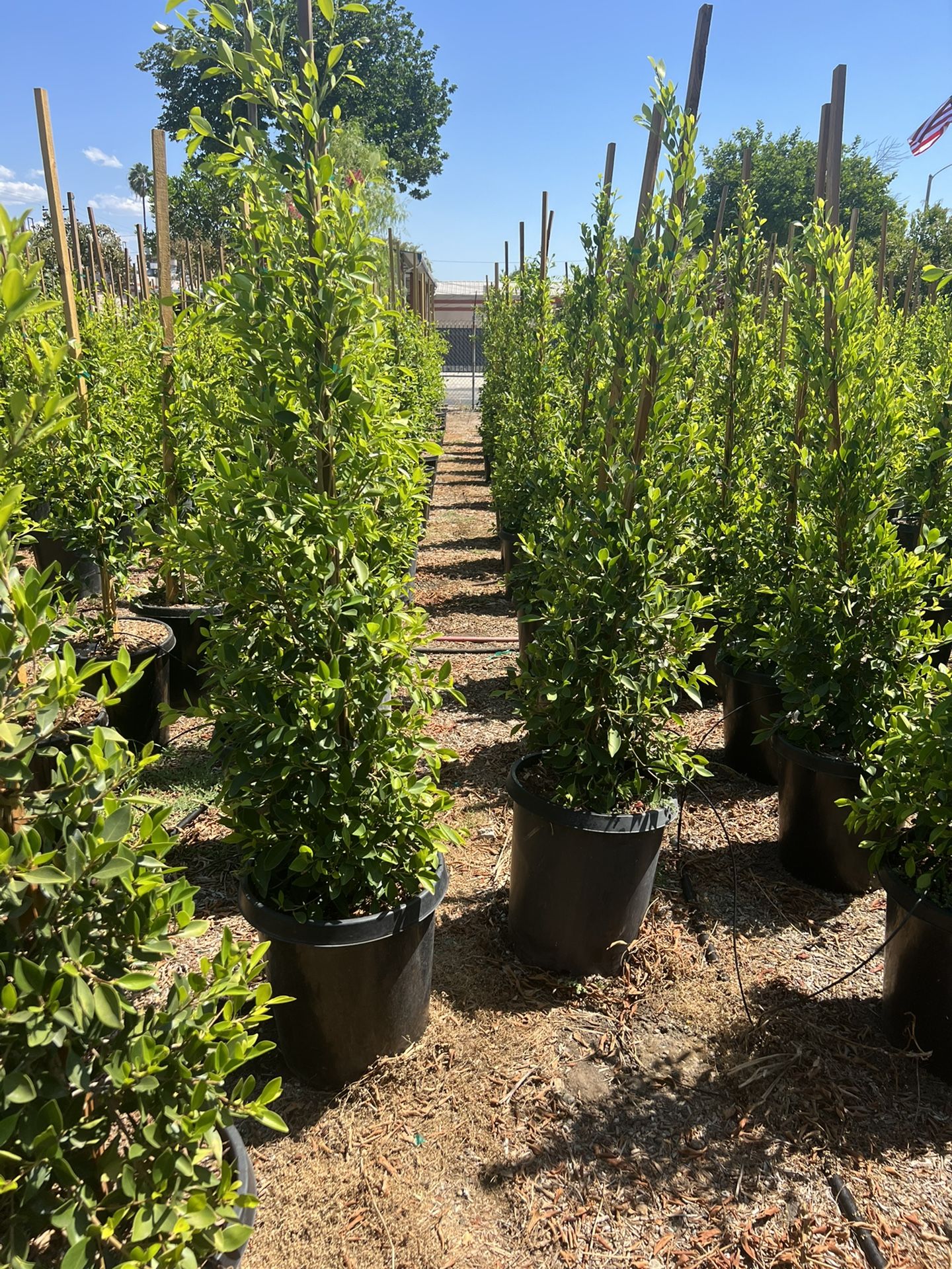 Ficus Nitida for Sale in Pasadena, CA - OfferUp