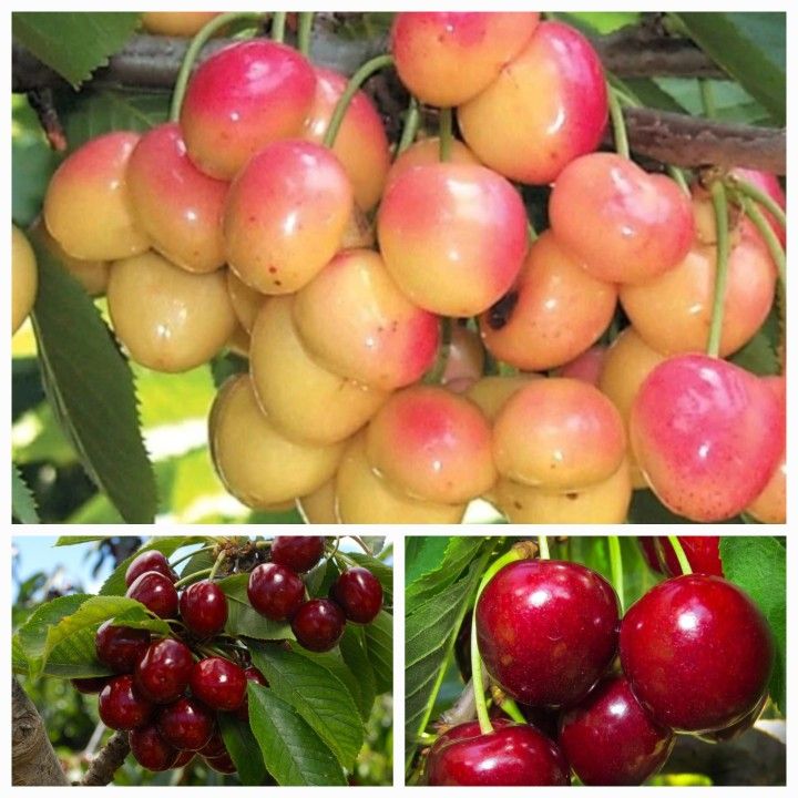 Grafted Multiple Cherry, Apple, Plum Trees for Sale in Arcadia, CA ...