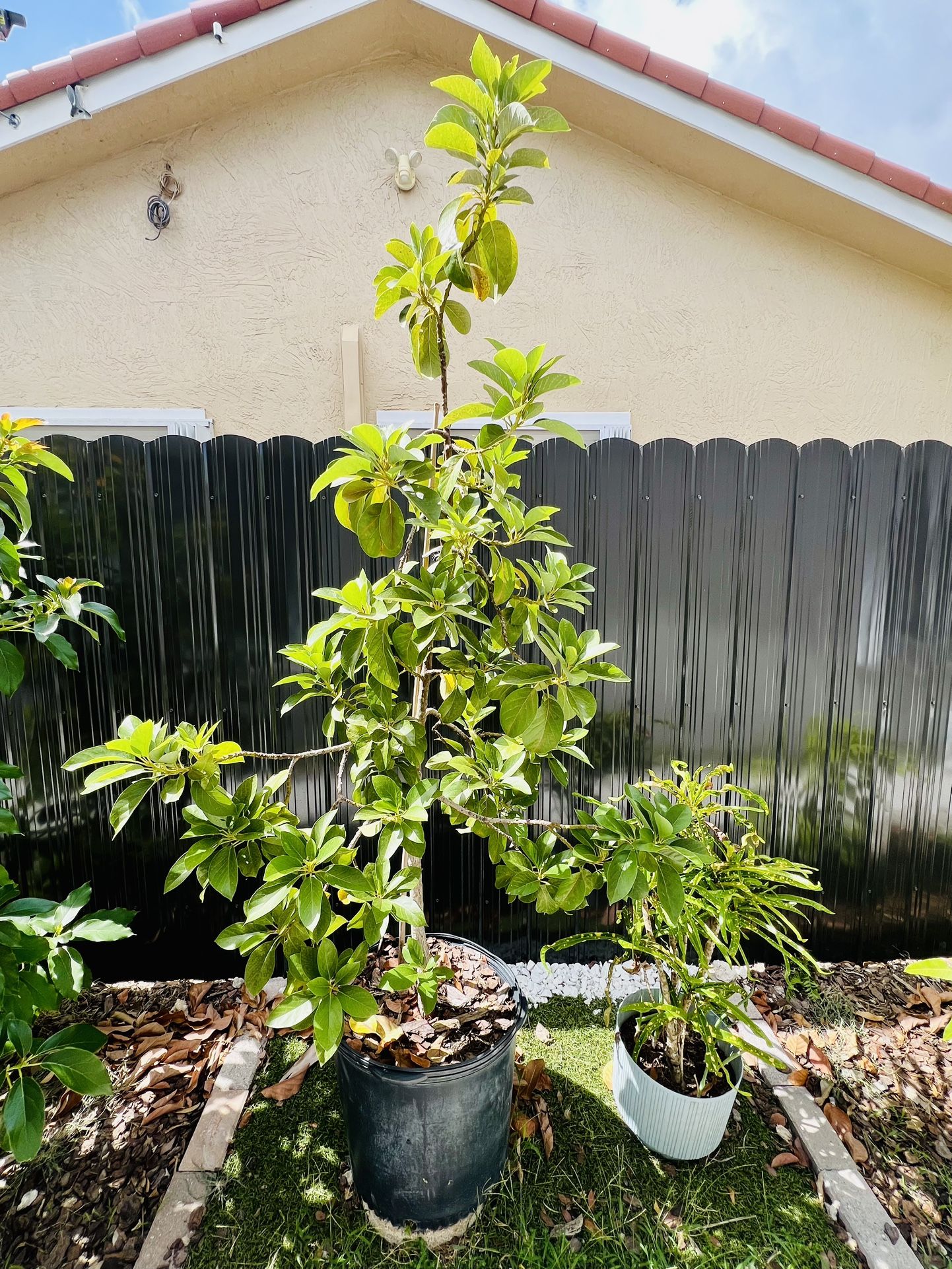 Avocado Tree 15 Gal for Sale in Miami, FL - OfferUp