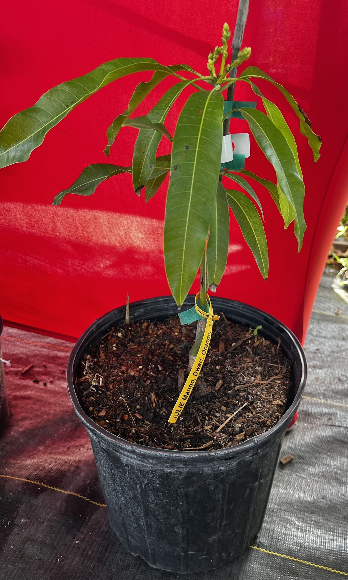 Dwarf Mango Tree (Arbol Enano De Mango) for Sale in Lake Wales, FL ...