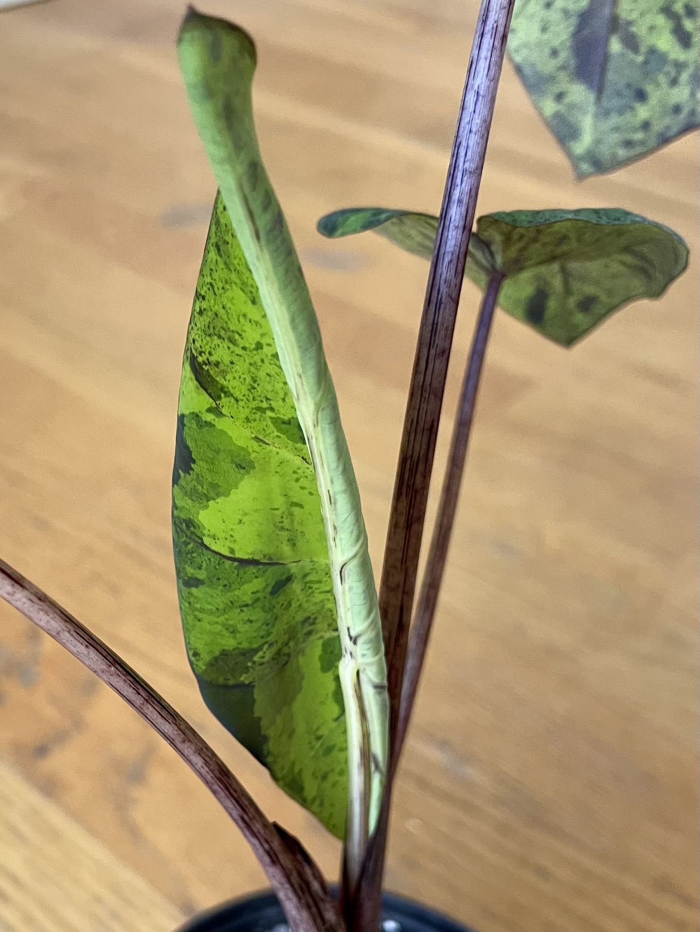 Rare Mojito Caladium Plant / Free Delivery Available for Sale in ...