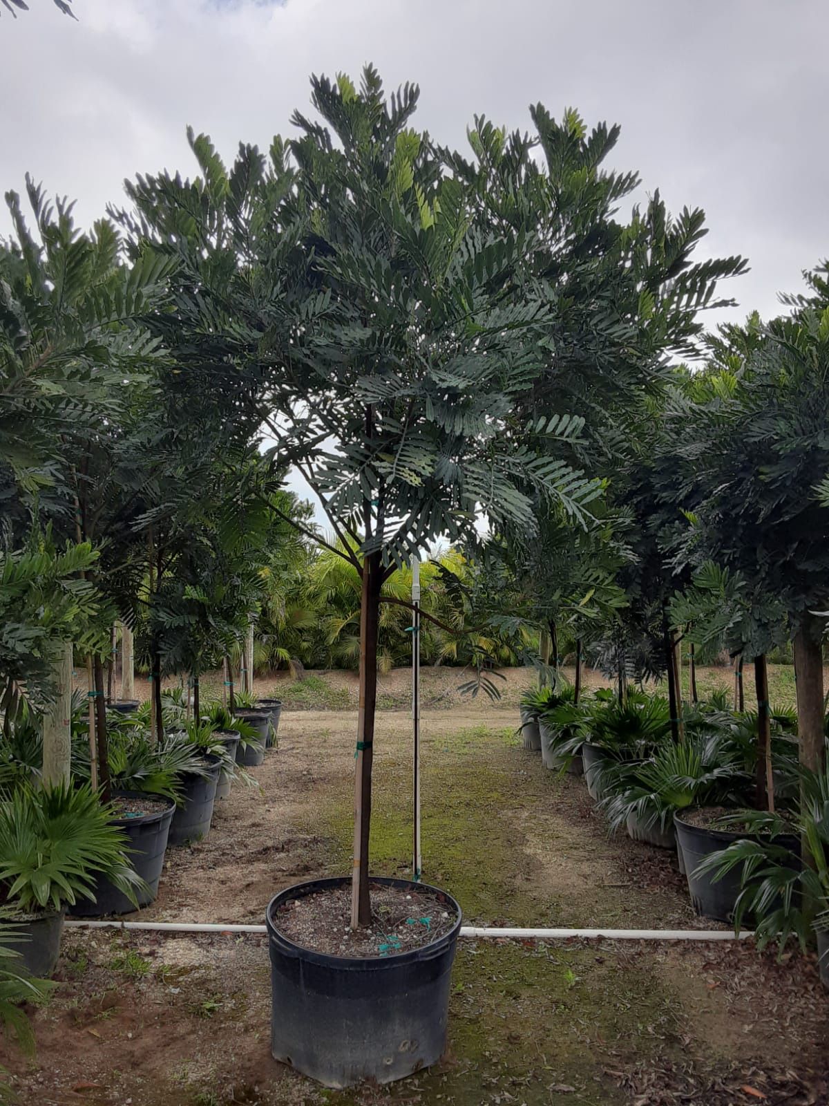Japanese fern trees for Sale in Miami, FL - OfferUp
