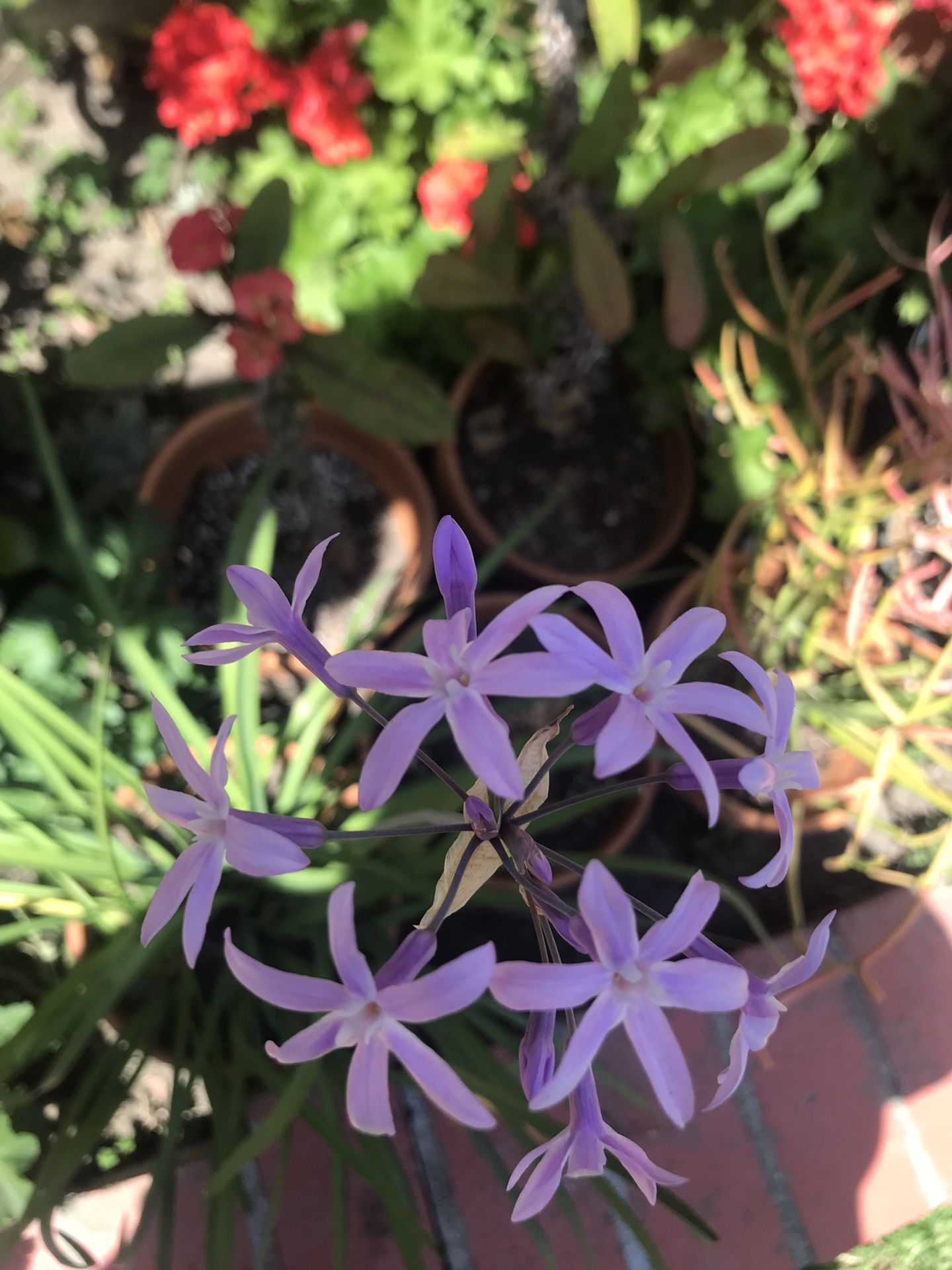 Garlic Plant Purple Flowers