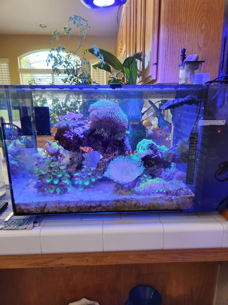 Fluval Evo 13 Gallon Salt Water Fish Tank for Sale in Fresno, CA - OfferUp