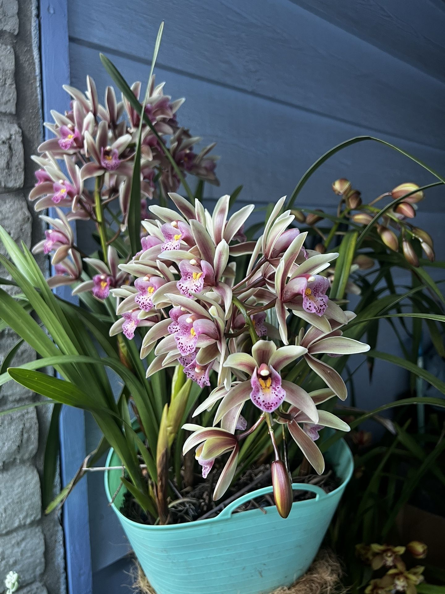 Cymbidium Orchid Large Blooming Plant for Sale in Irwindale, CA - OfferUp