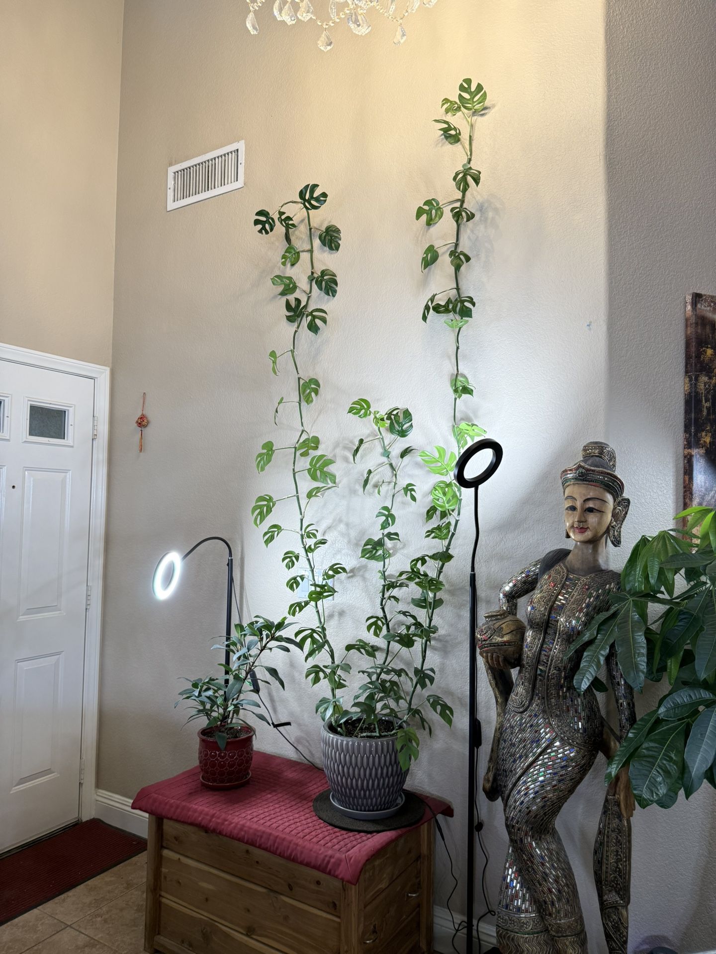 Live Mini Monstera Rhaphidophora tetrasperma Plant 7 Ft Trails/climbers ...