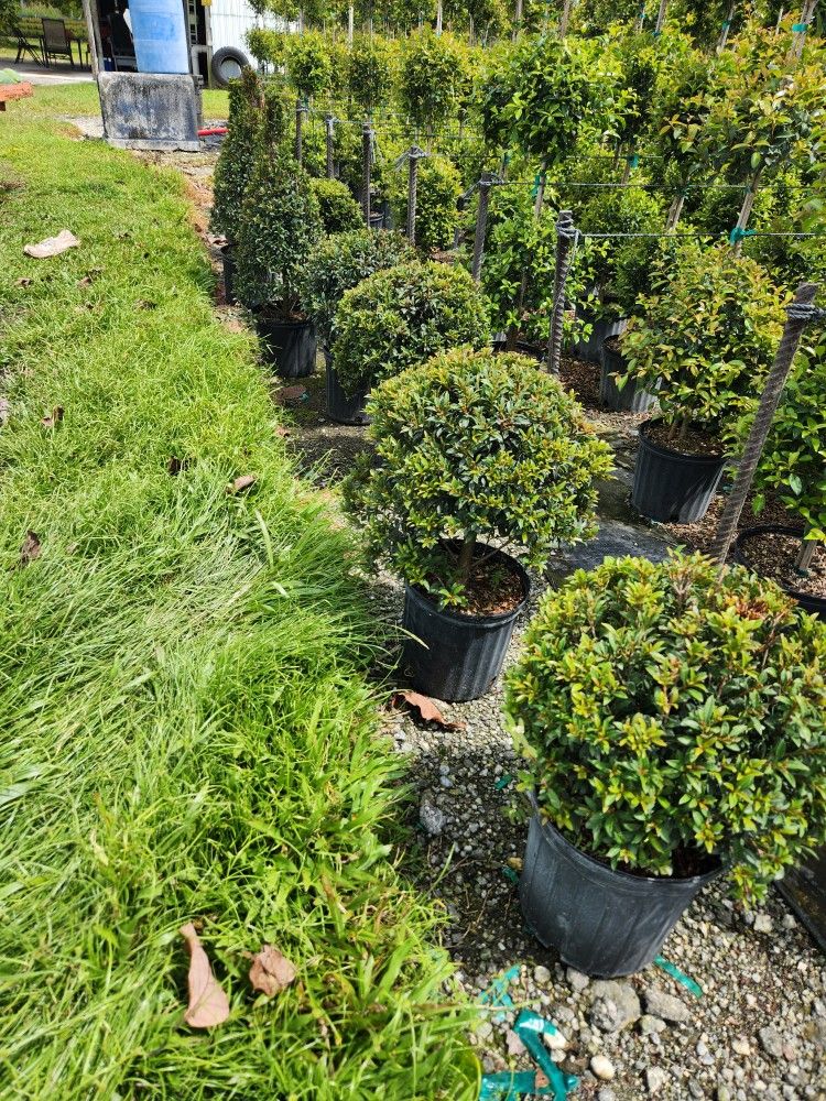 Beautiful Round Balls For Just $35 Topiary Trees Topiary Balls Plantas ...