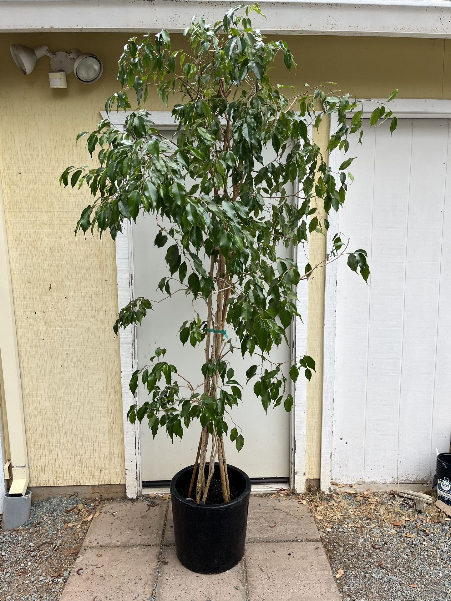 Benjamina Ficus Tree, Indoor Plant for Sale in Pine Grove, CA - OfferUp