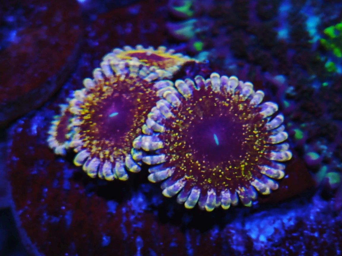 Rare Zoanthids