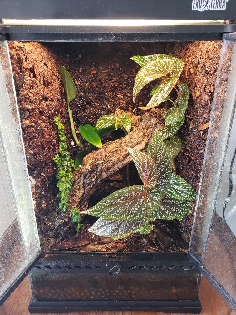 Bioactive Terrarium for Sale in Scottsdale, AZ - OfferUp