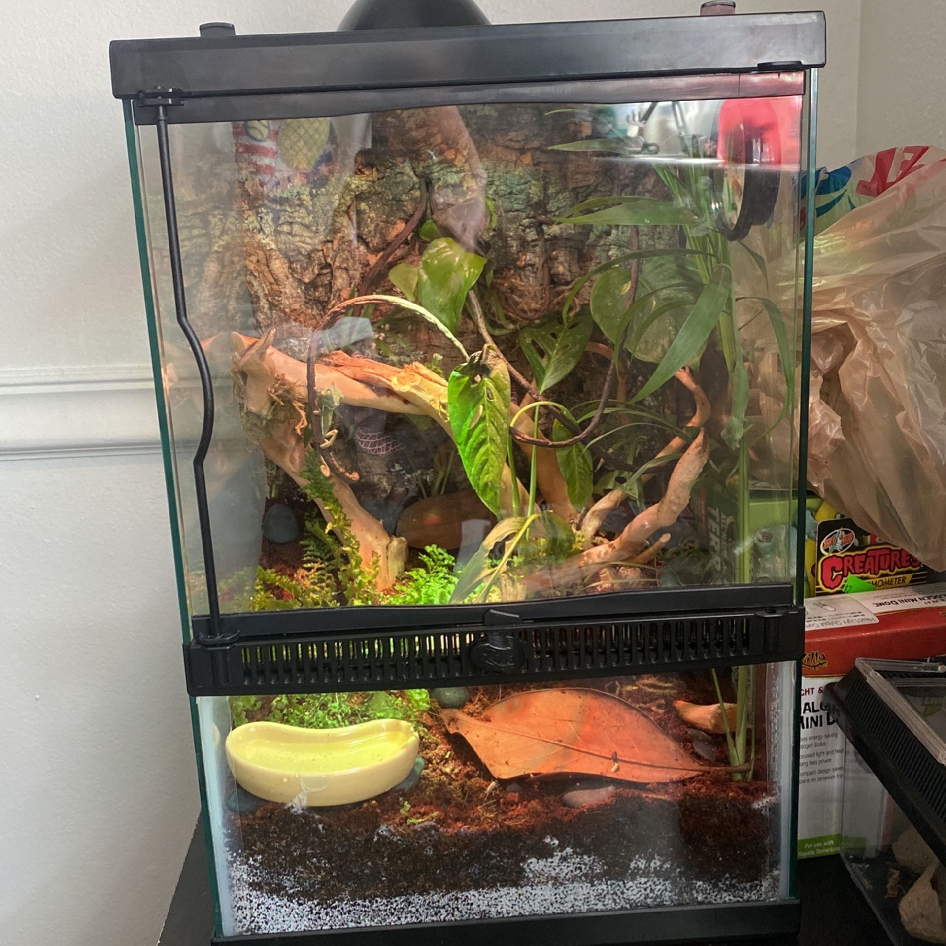 Bio active Chameleon Terrarium With Plants & More for Sale in Miami, FL ...