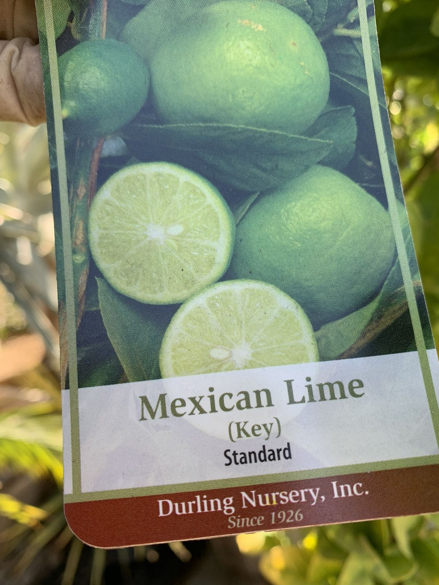 Mexican Key Lime Tree 24” box for Sale in Highland, CA - OfferUp
