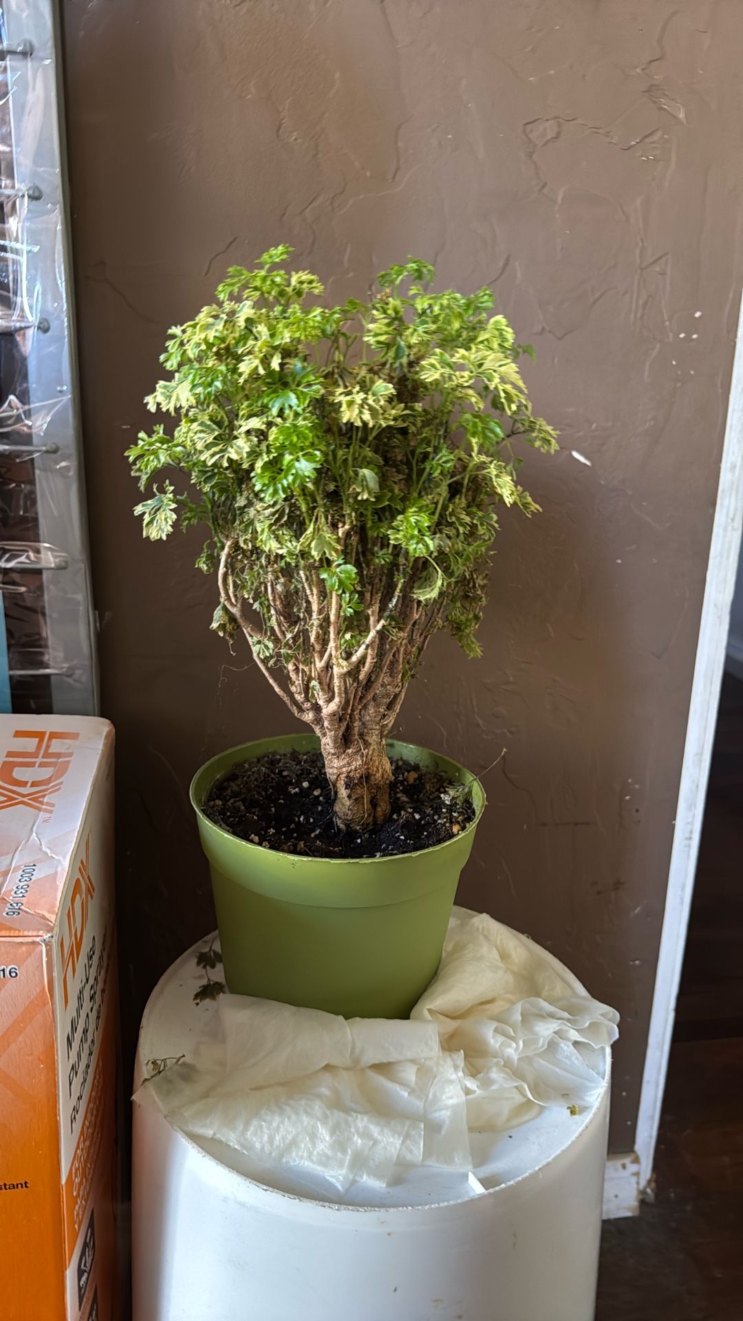 Little Bonsai Tree for Sale in San Diego, CA - OfferUp