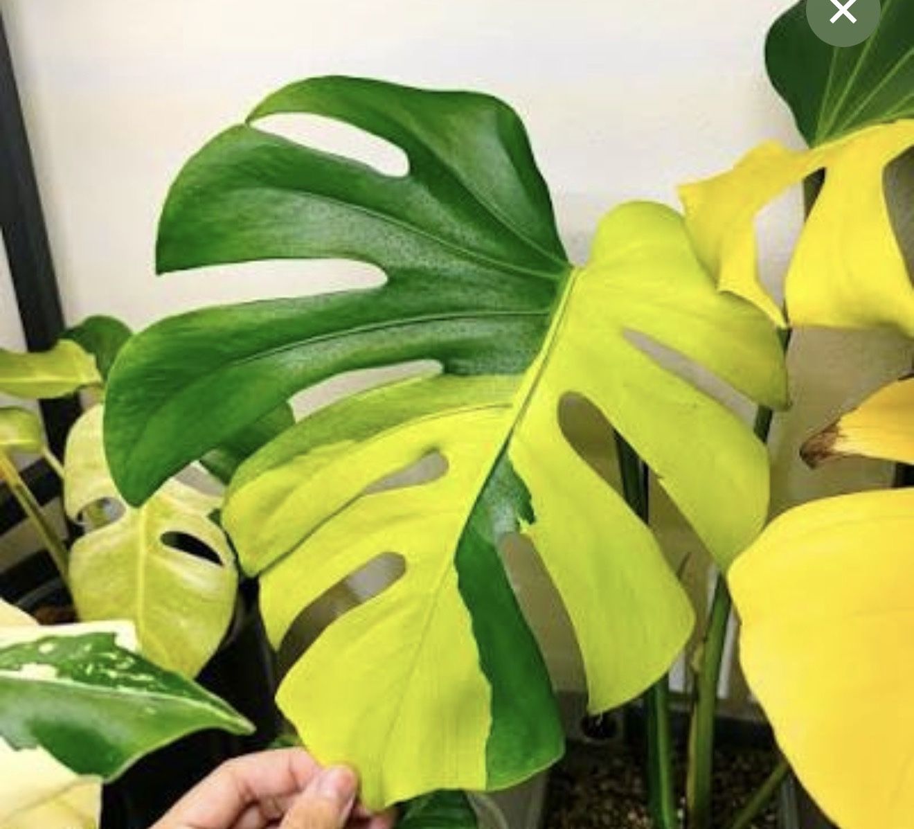 Very Rare Monstera Lemon Lime (first Pic When Mature ) for Sale in ...